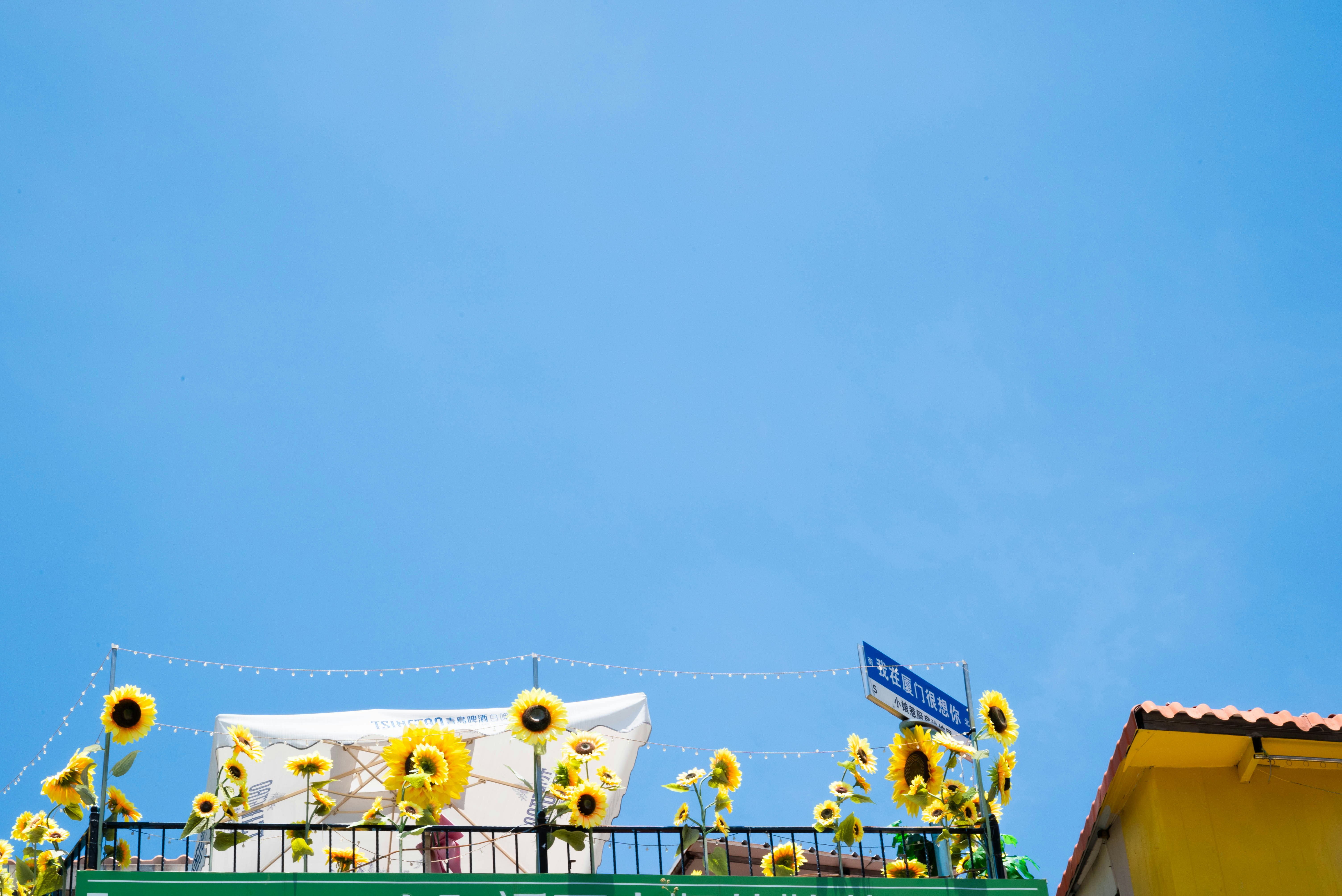 Rooftop Sunflowers Under a Pristine Blue Sky