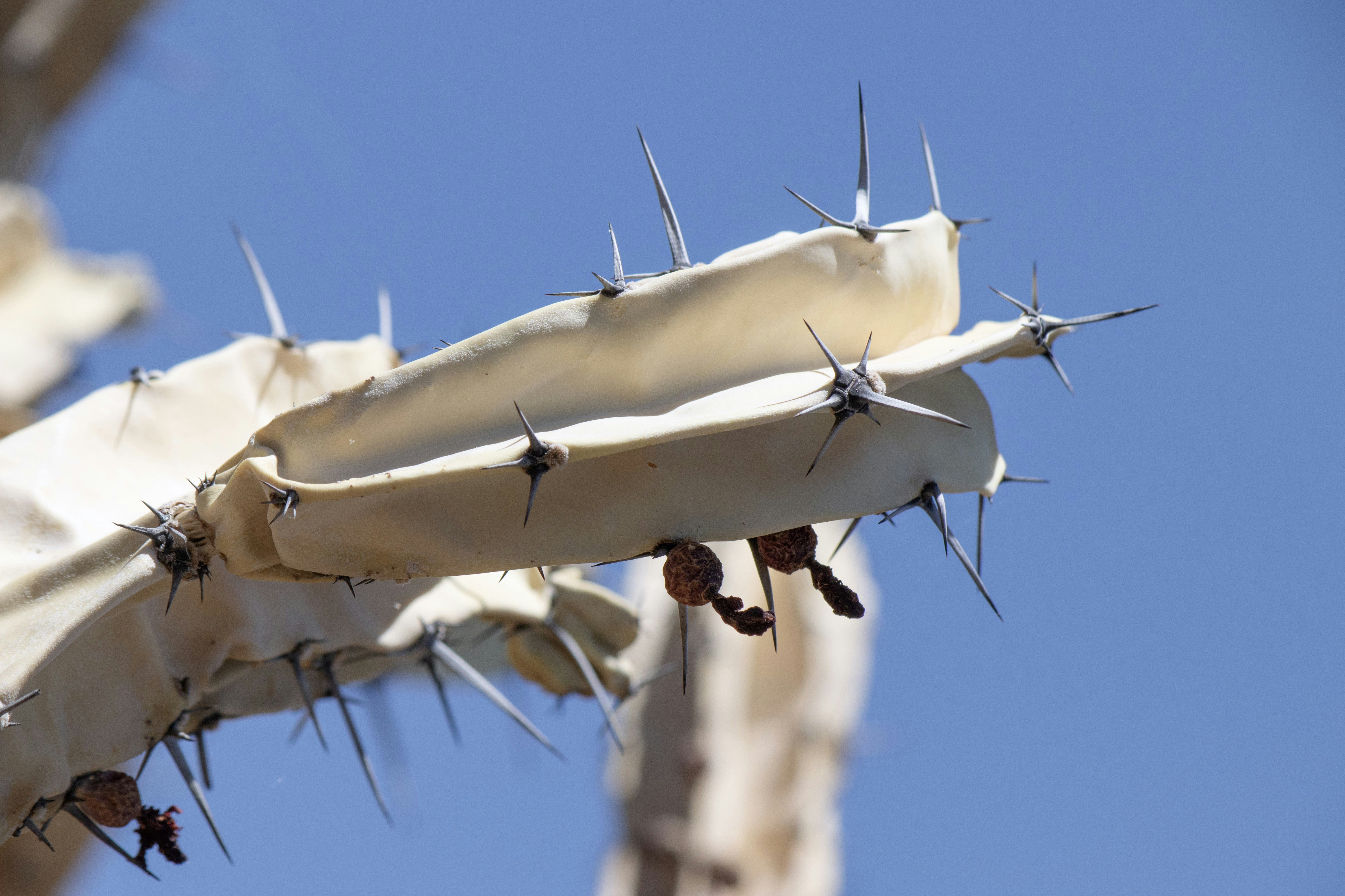 Desert Spine in Focus: Close-Up of a White Cactus Pad Against a Cerulean Sky