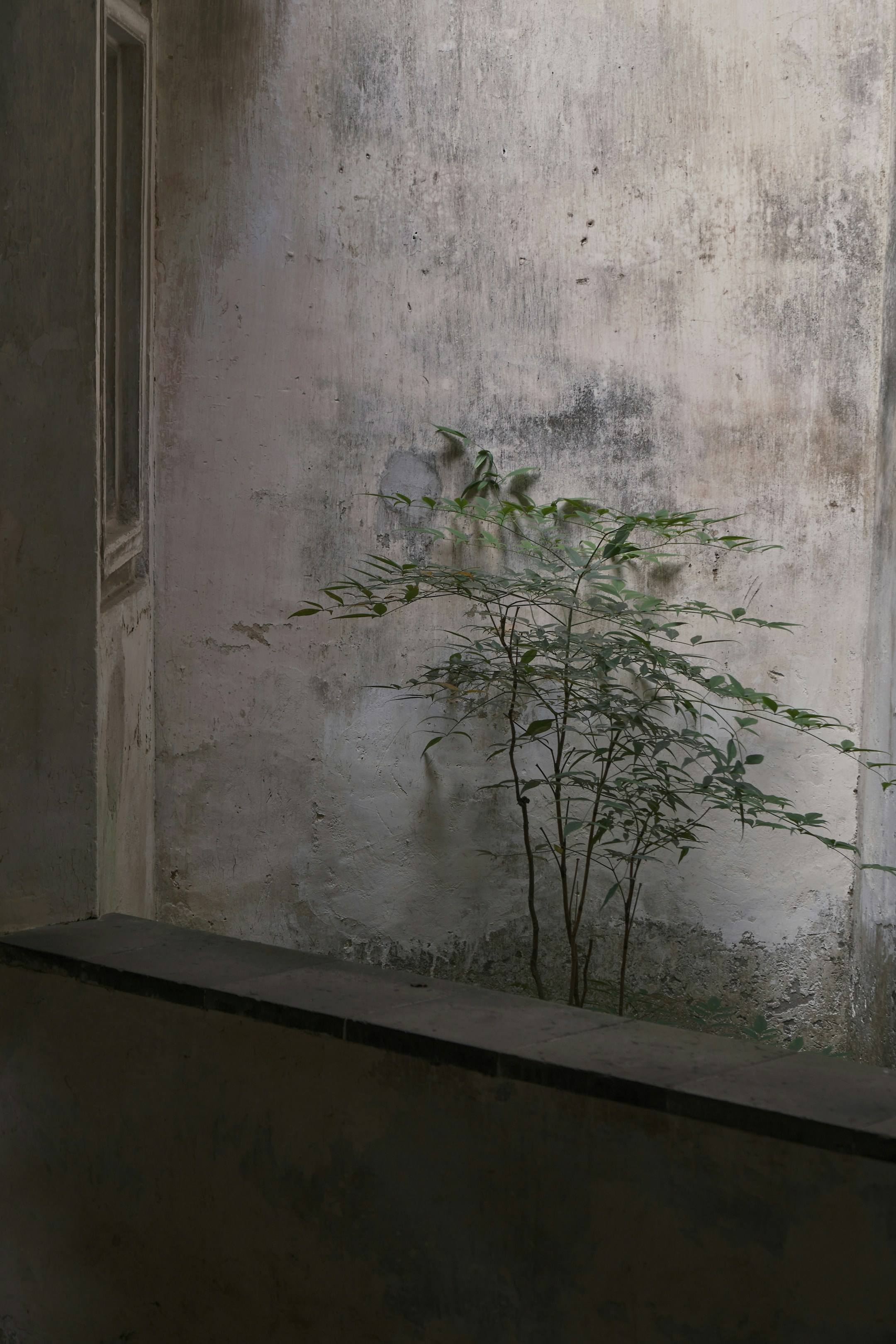 A lone sapling pushes through a crack in a weathered concrete wall, set in a dim interior with a narrow window to the left. The scene emphasizes resilience against an austere backdrop.