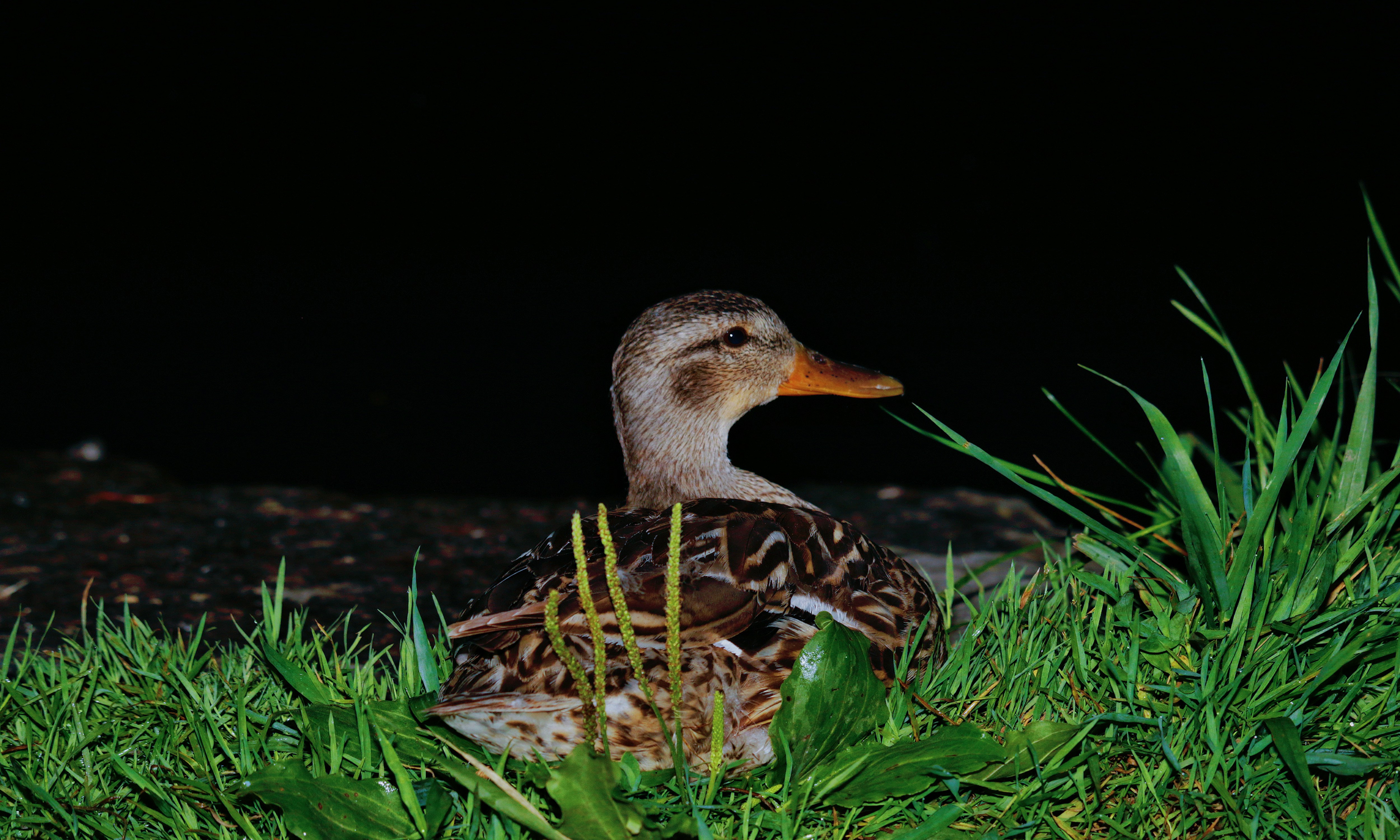 Midnight Gazer: A Mallard Resting by the Riverbank