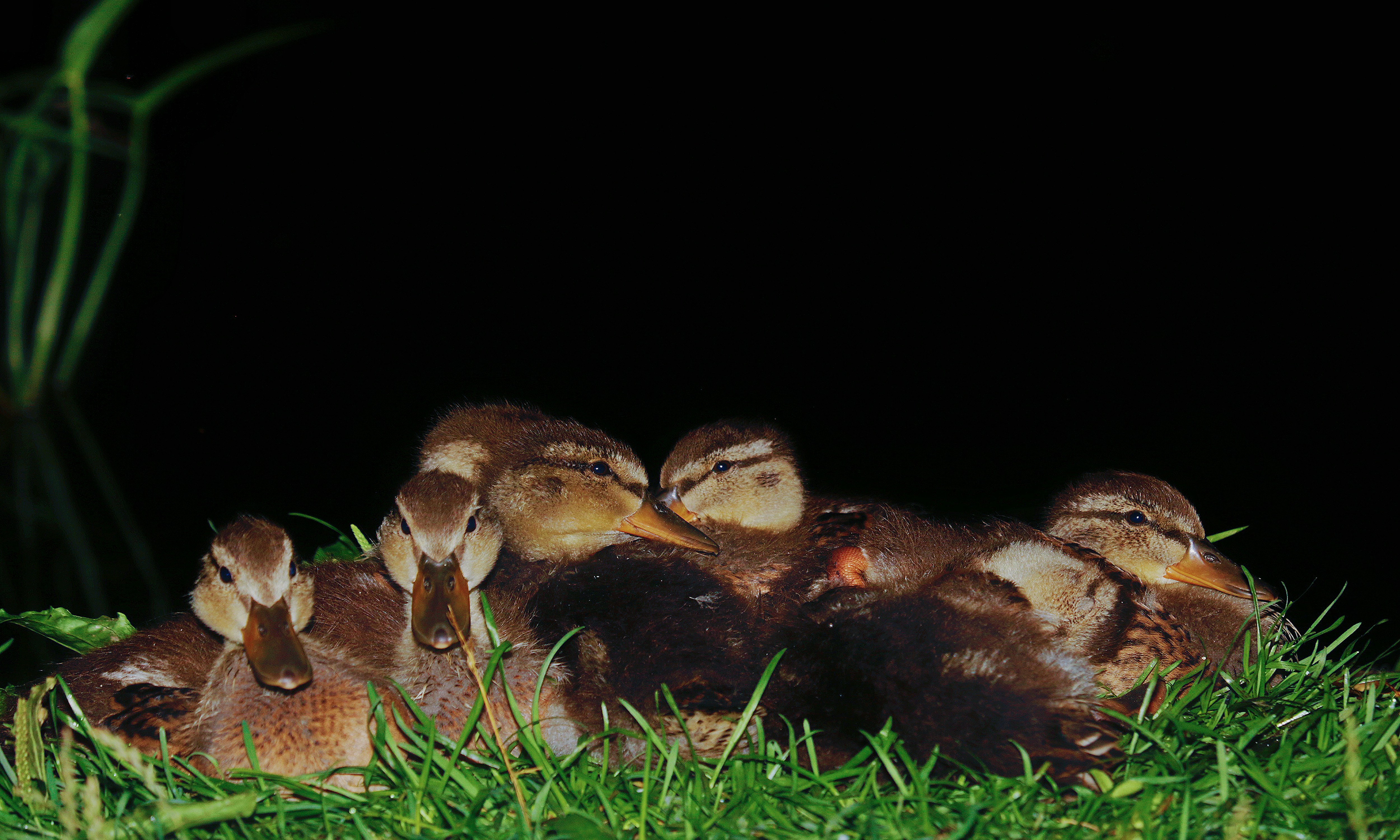 Nocturnal Nestlings: A Cozy Duckling Cluster in Velvet Grass
