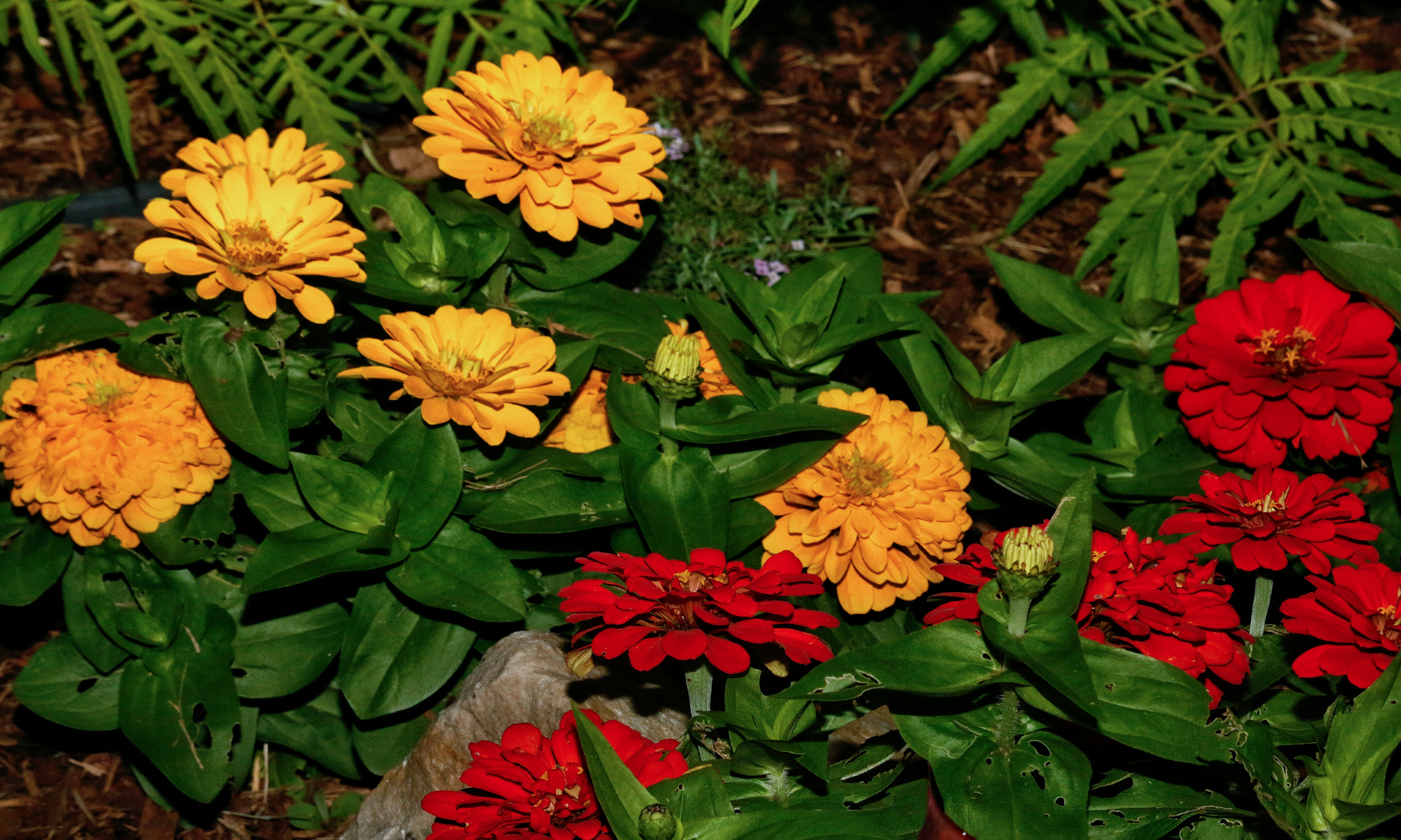 Un bouquet de fleurs rouges et jaunes dans un jardin photo – Image ...