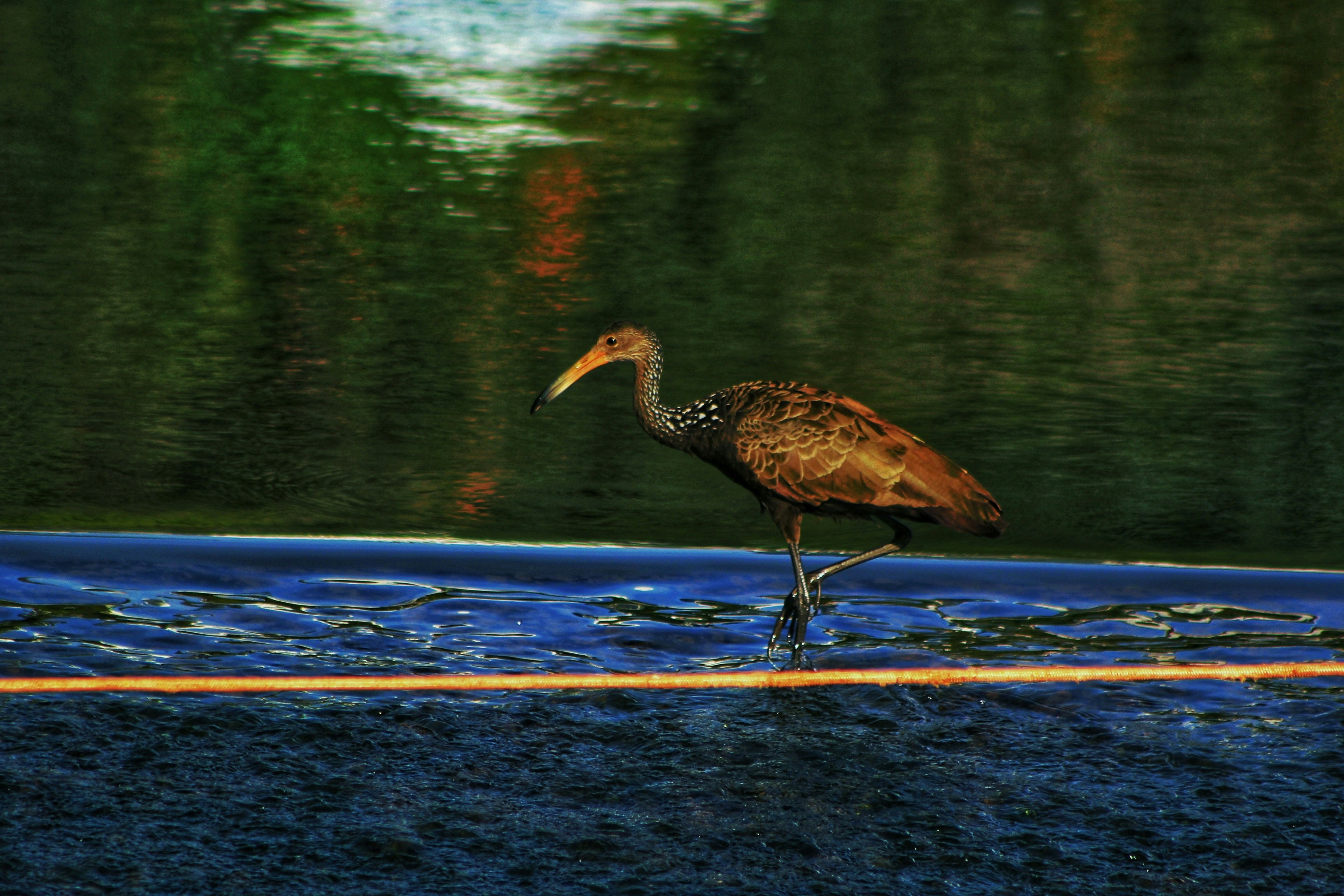 Heron on a Narrow Margin: A Quiet Stroke Across Still Water