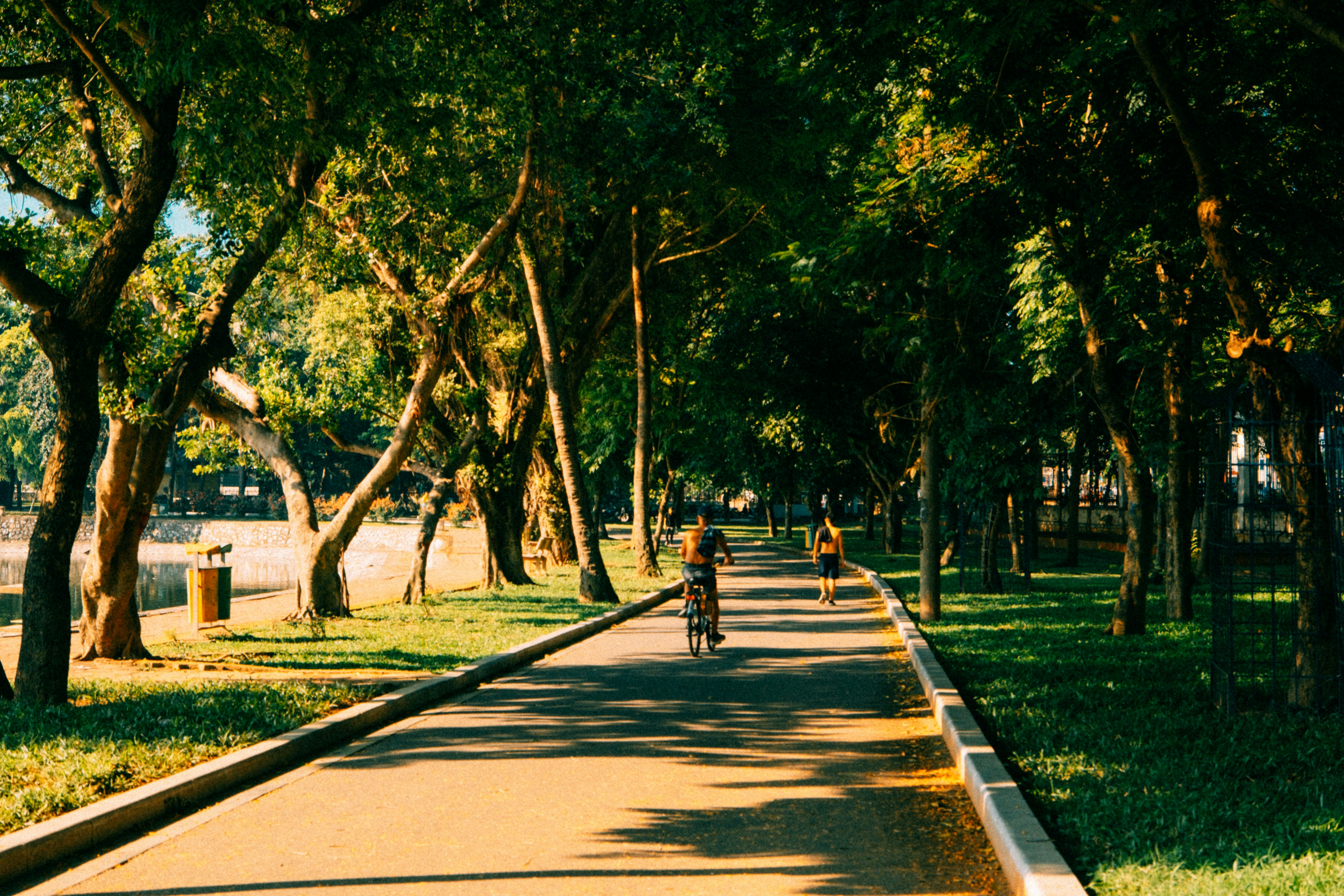 A person riding a bike down a tree lined road photo – Free Grass Image ...