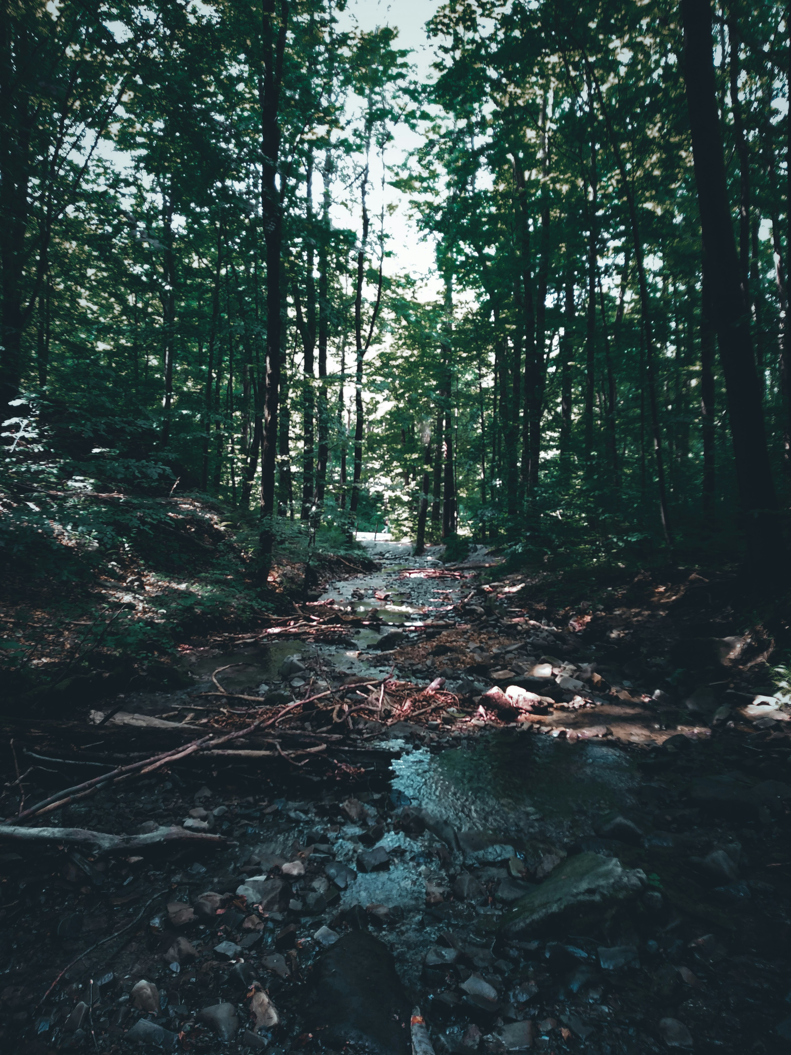 A stream running through a forest filled with lots of trees photo ...