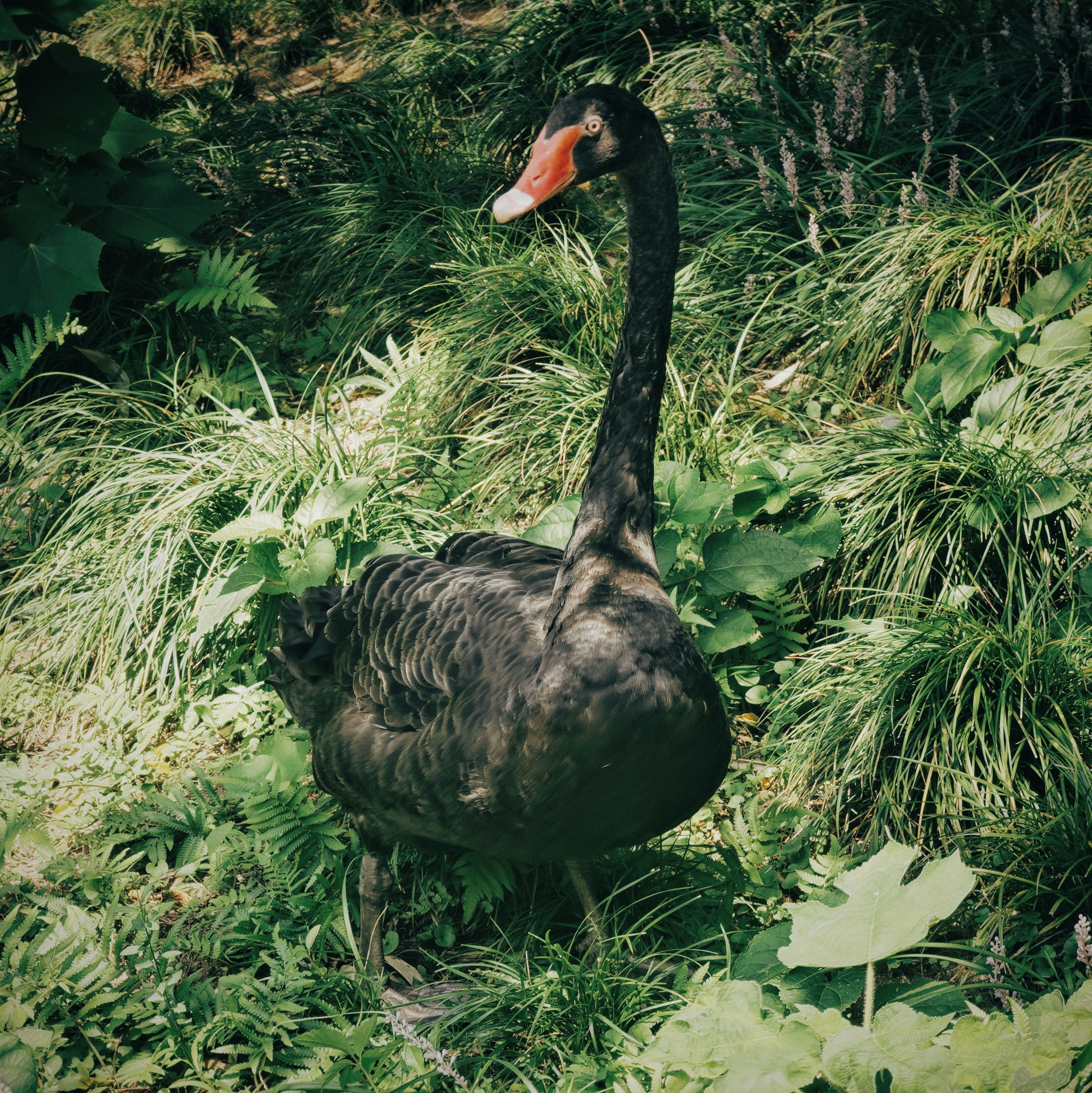 A black swan stands among lush garden foliage, its orange beak contrasting with dark plumage.