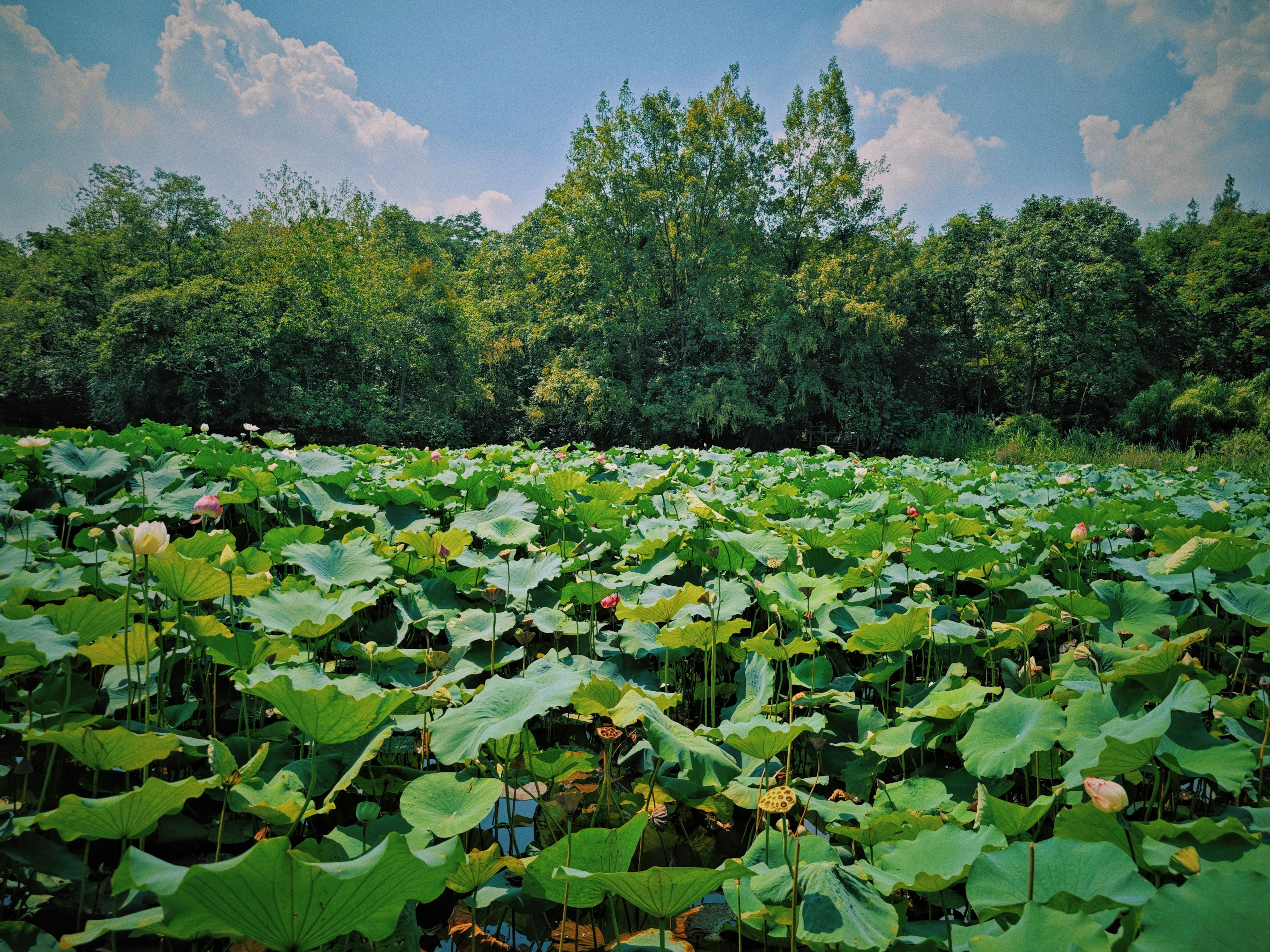 Photograph of a lotus pond densely packed with broad green leaves and a few pink blossoms, with a tree line and blue sky in the background.
