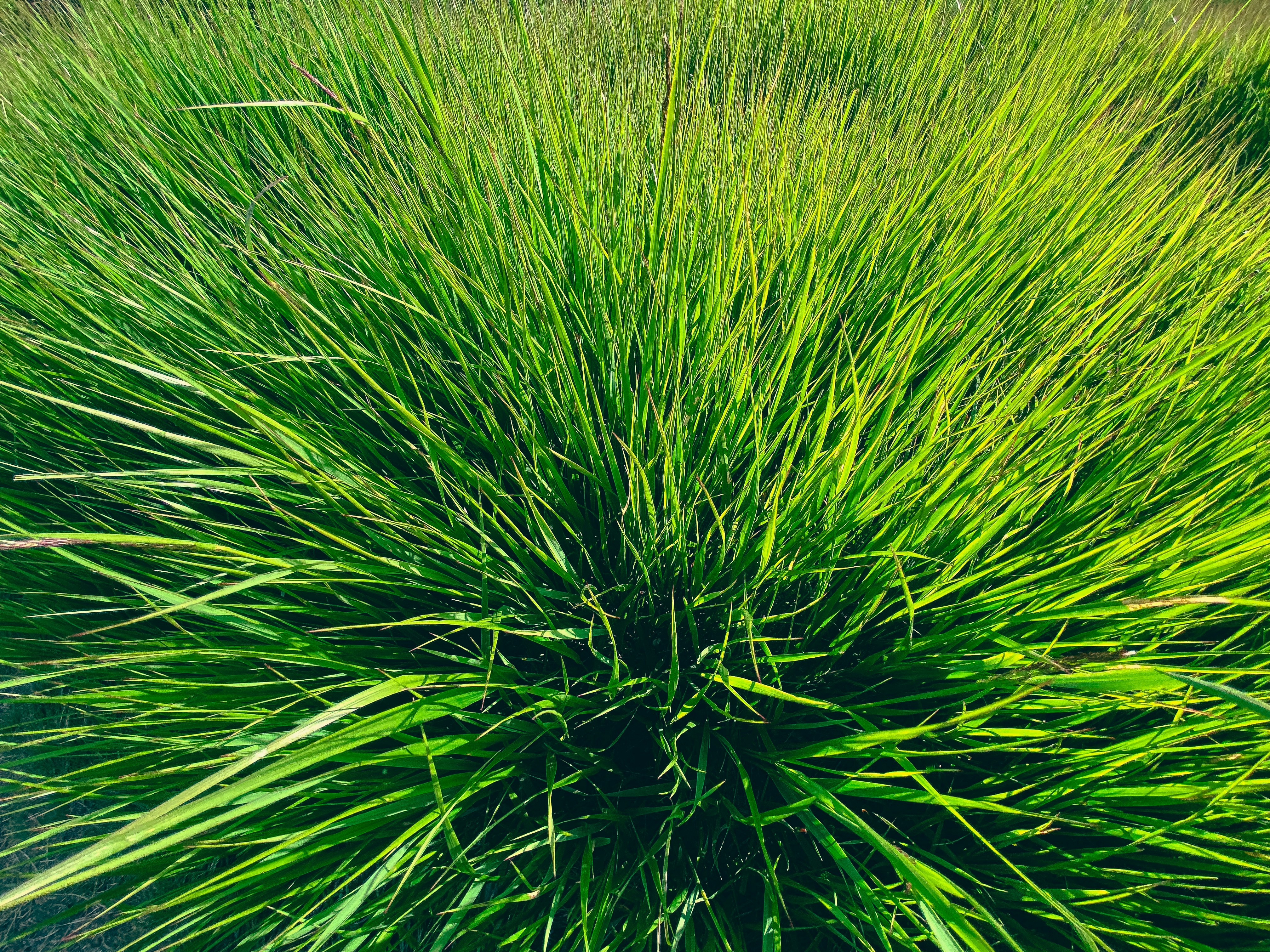 A close up of a grass plant in a field photo – Free Land Image on Unsplash