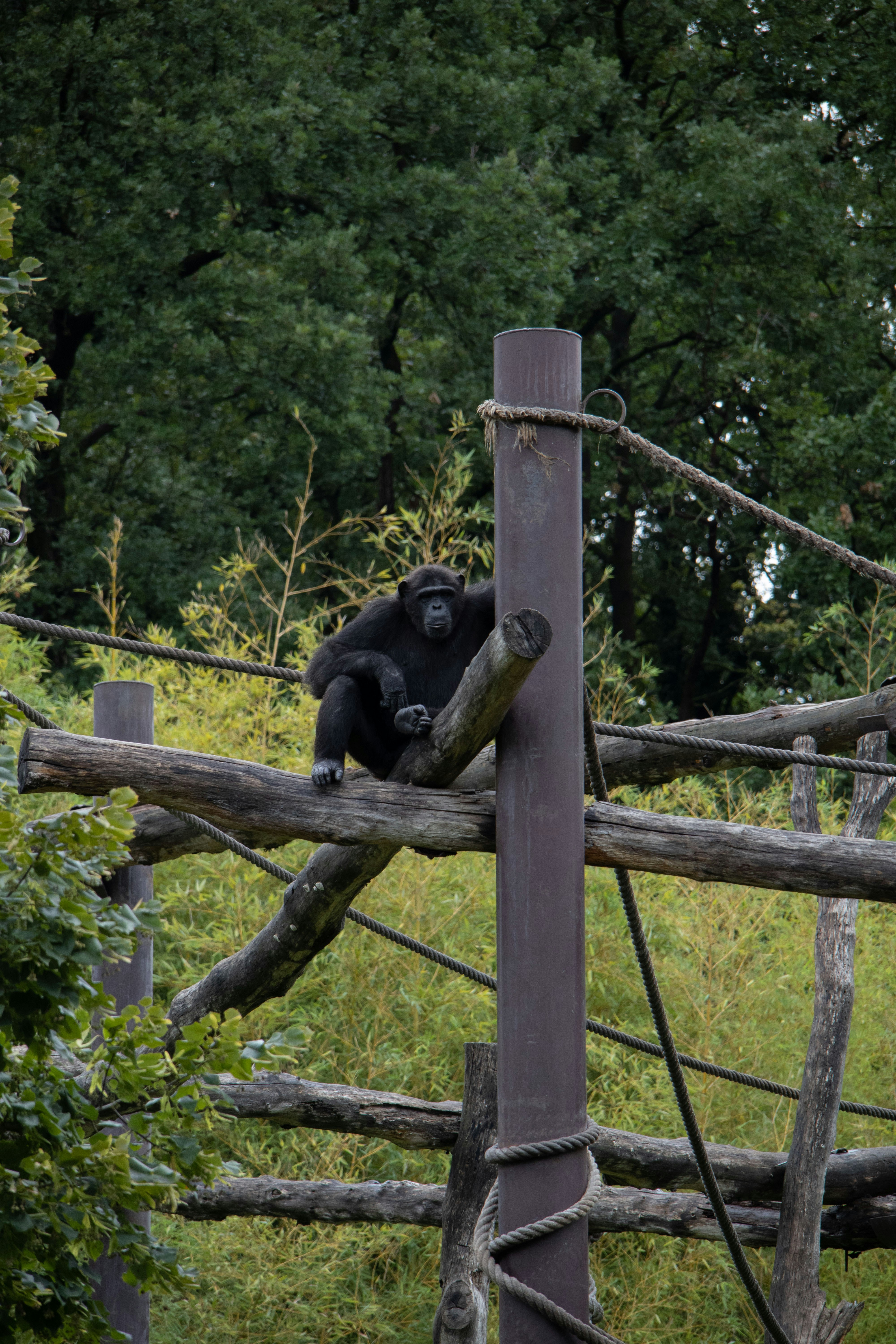 Curious Chimp on Weathered Rails Beneath a Green Canopy