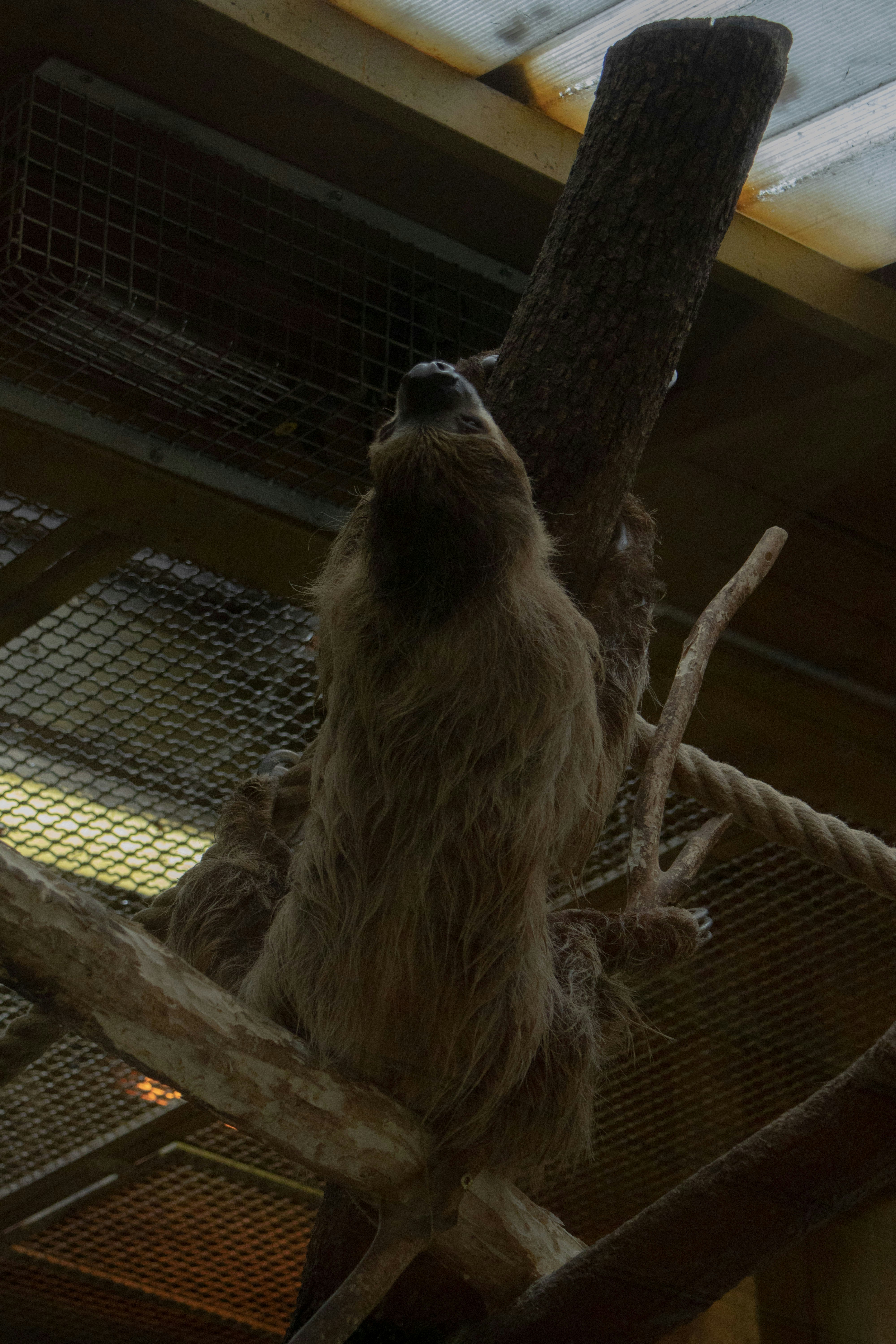 A sloth hanging from a tree branch in a cage photo – Free Sloth Image ...