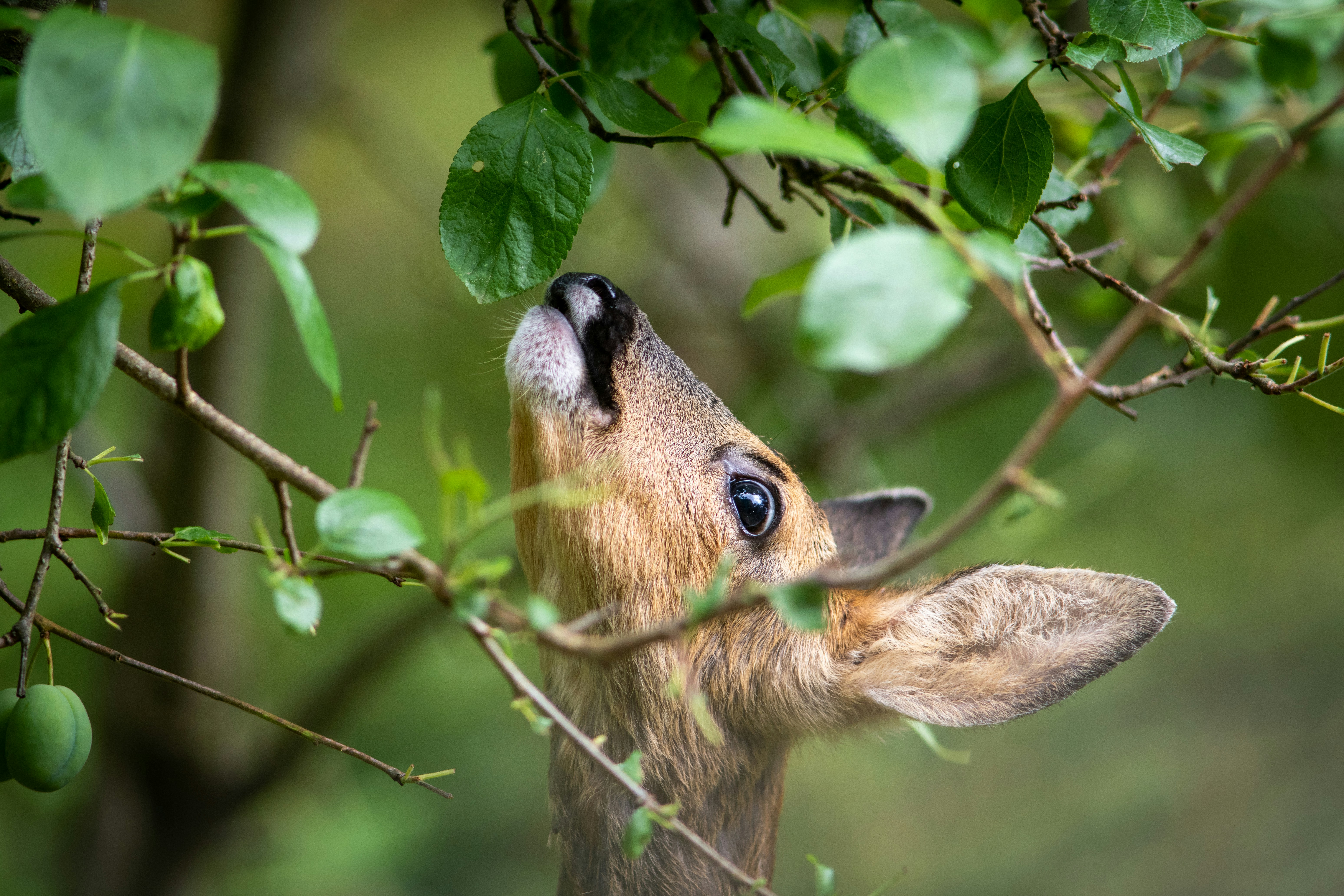 A young deer peeks its head through the branches of a tree photo – Free ...