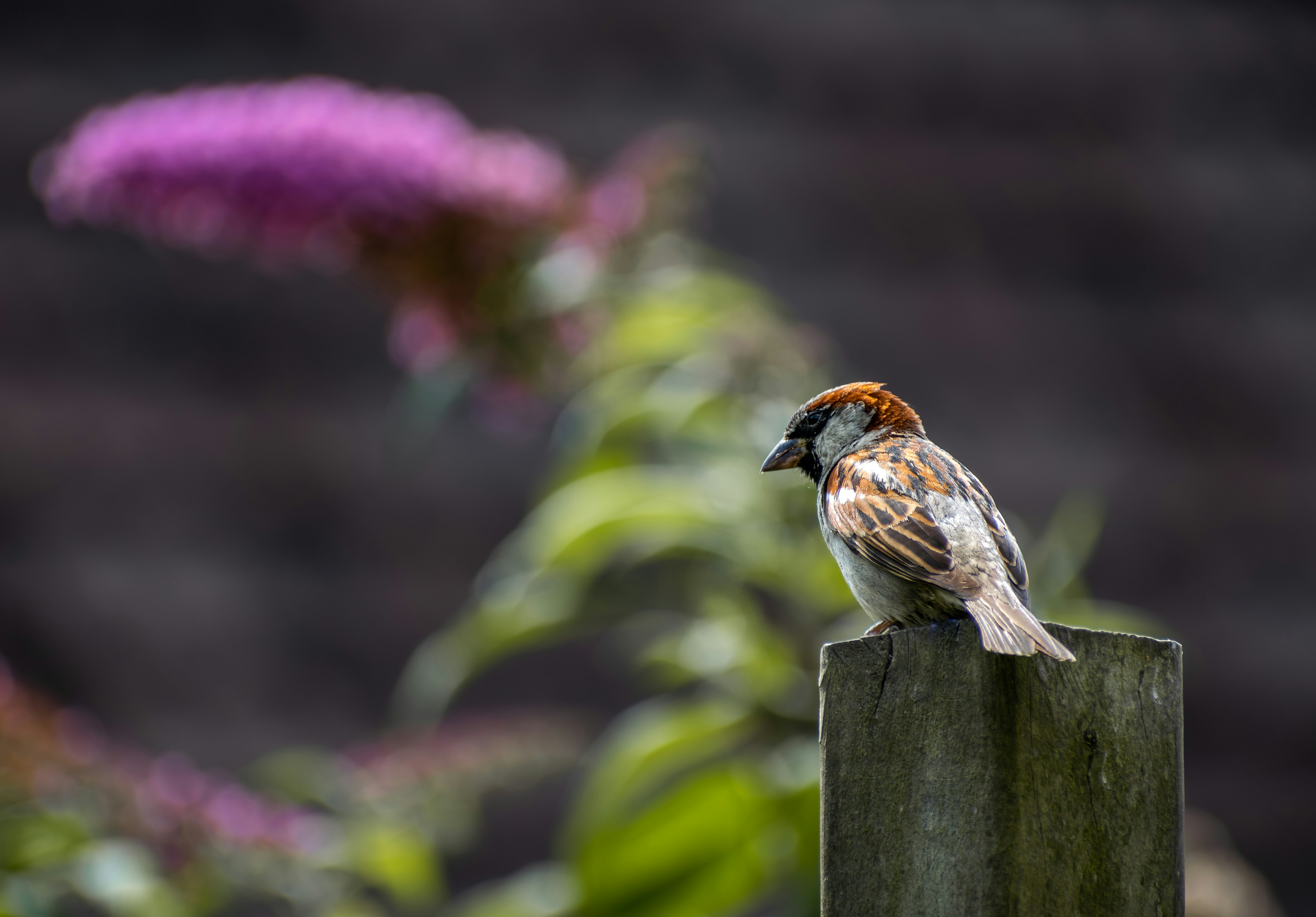 Garden Sentinel: A House Sparrow Perched on a Weathered Post Amid Soft Purple Blur