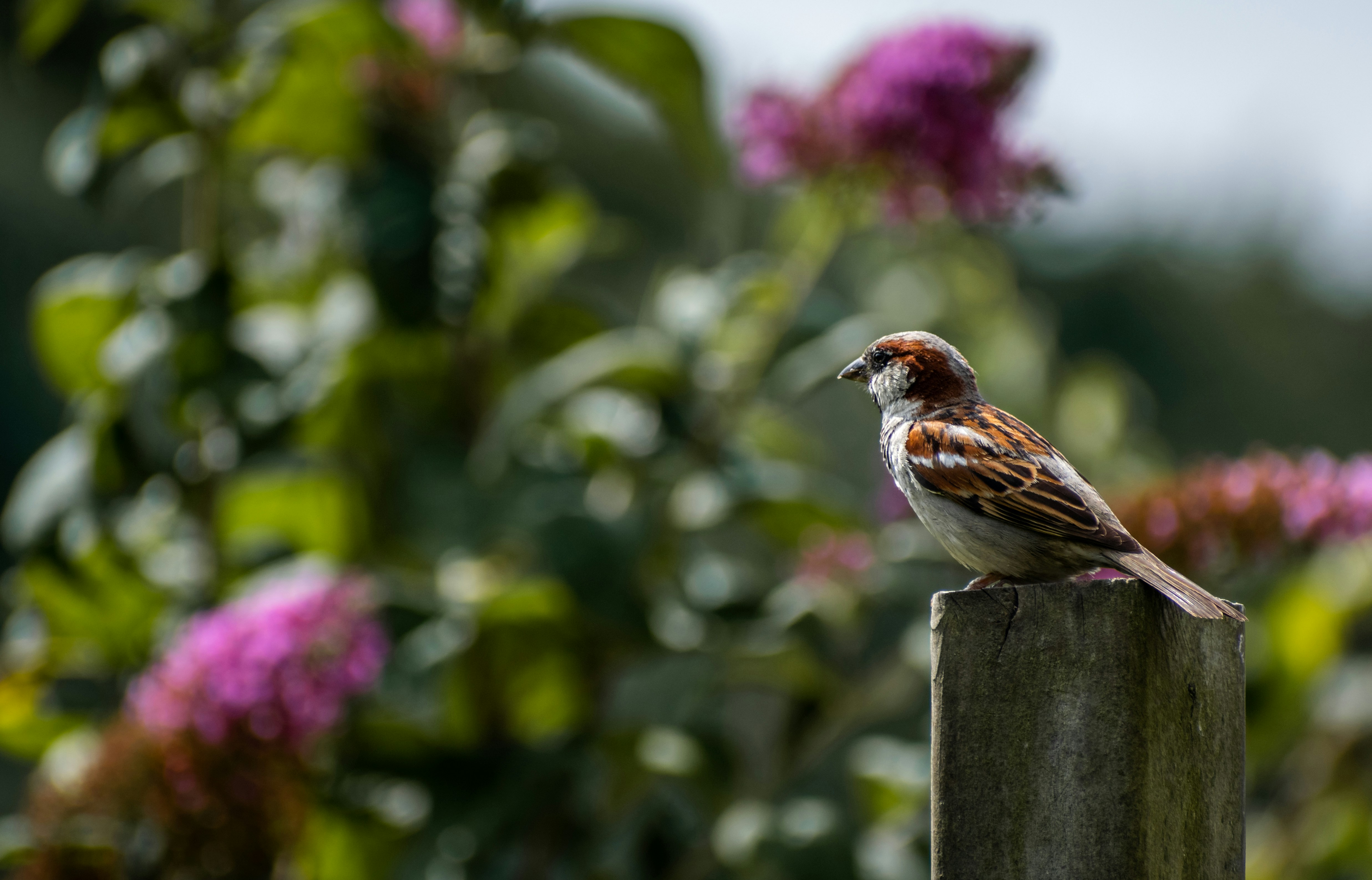 Perch of a Sparrow: Pink Blooms and Quiet Green Blur