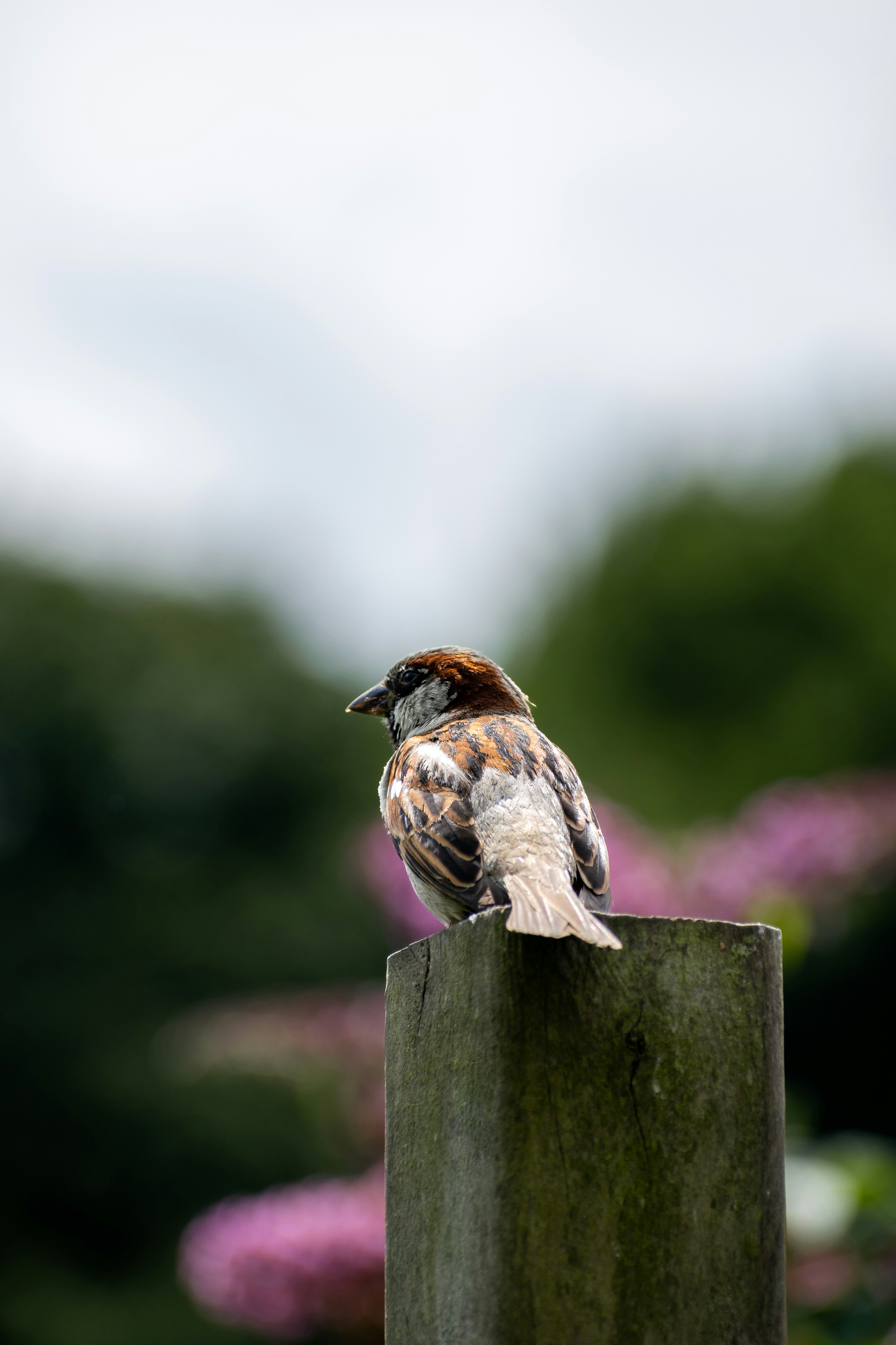 Sparrow at Rest on a Weathered Post Amid Garden Blush