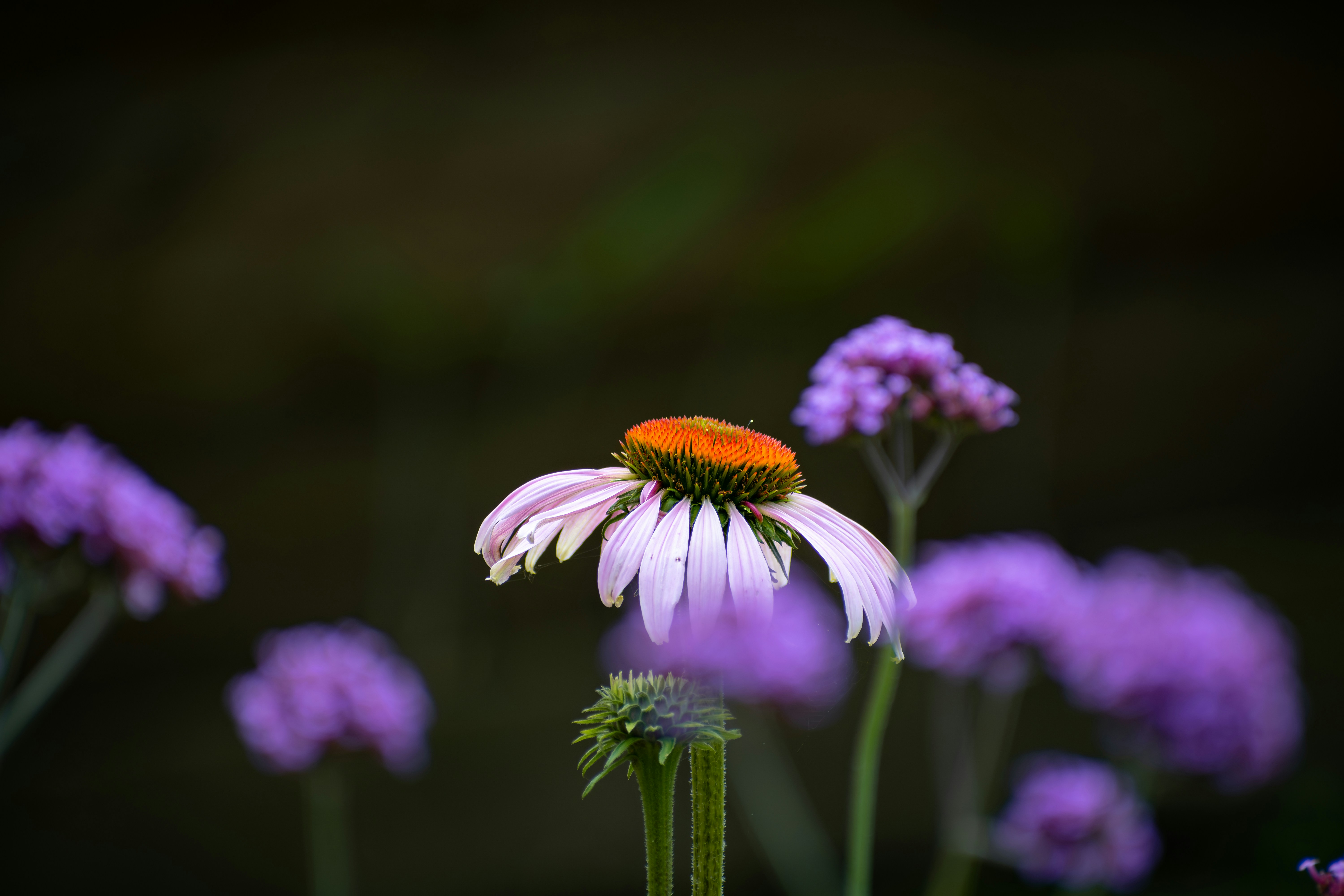 Photo by Jurjen Vos with Nikon D3300