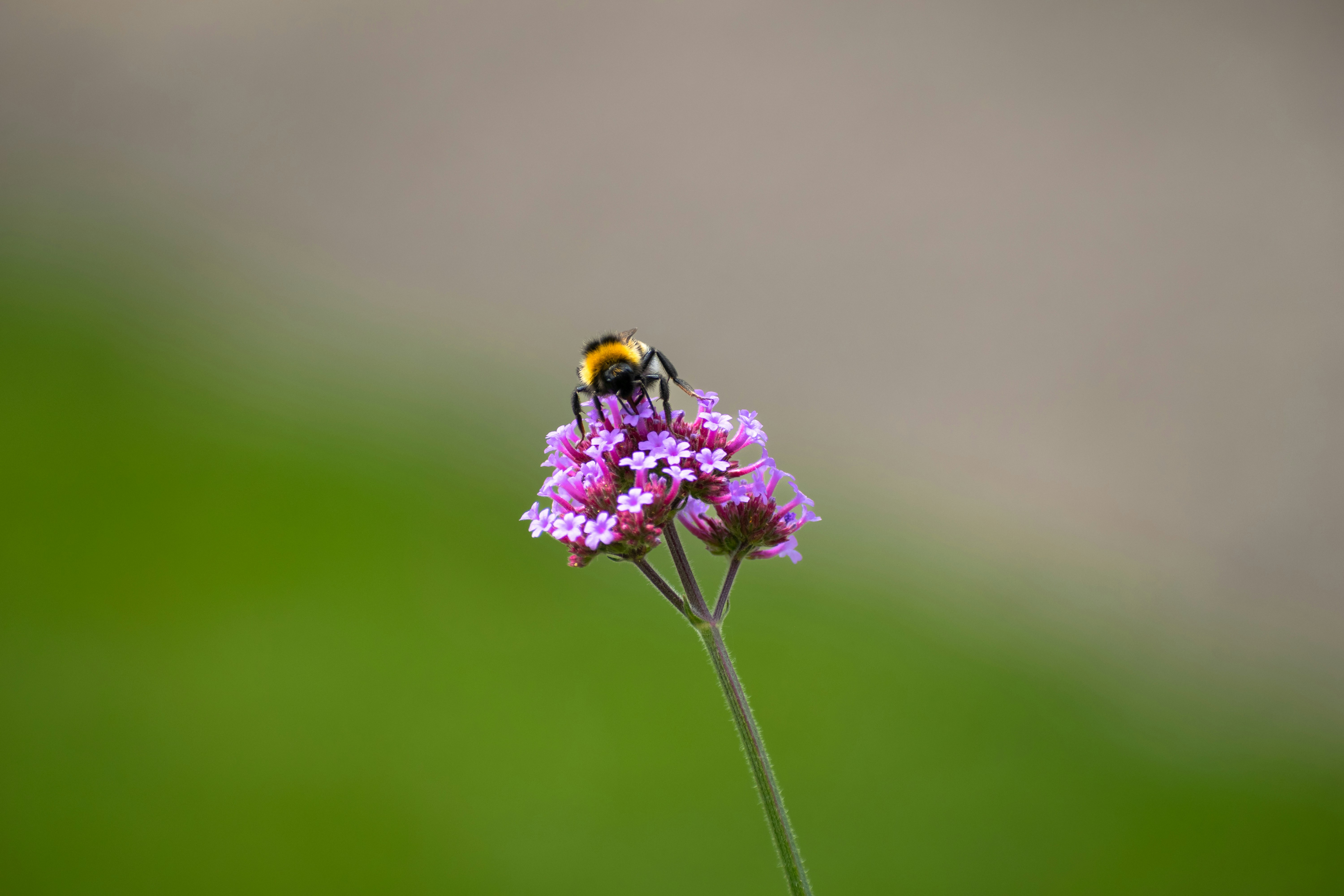 Pollinator on a Pink Umbel: A Micro Moment on a Slim Stem