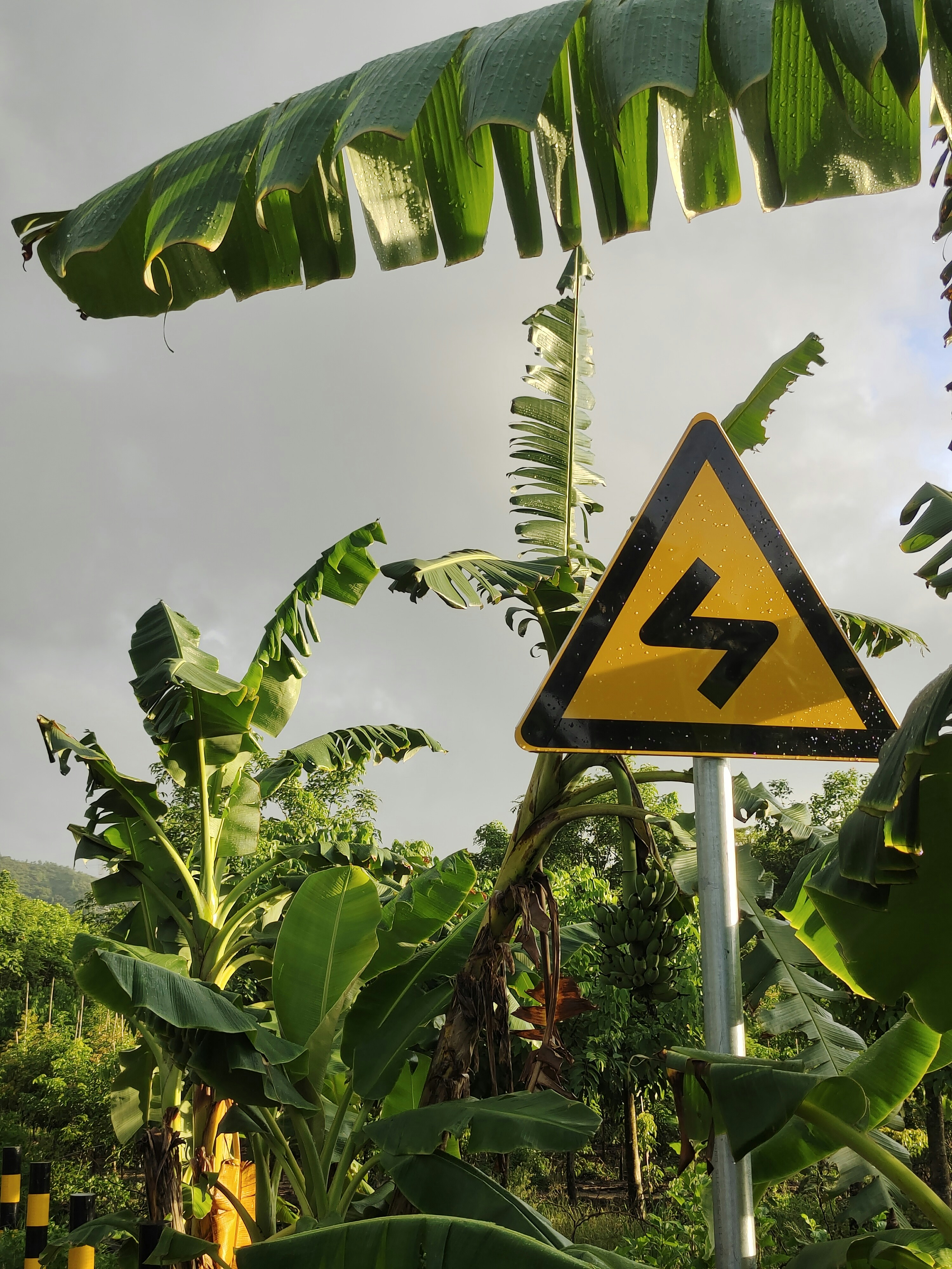 a yellow and black sign sitting on the side of a lush green forest