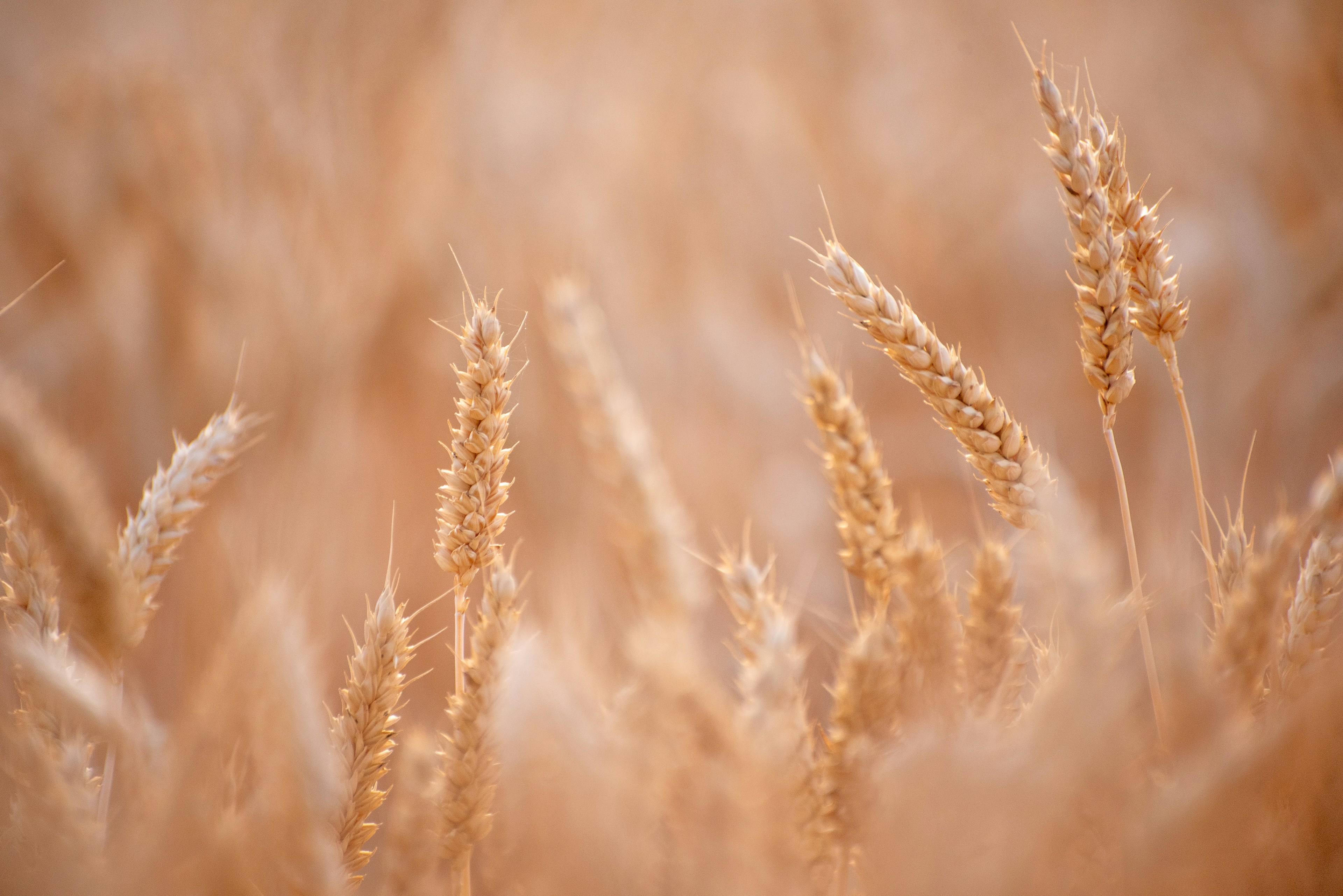 Close-up of wheat stalks swaying softly in a sunlit field.