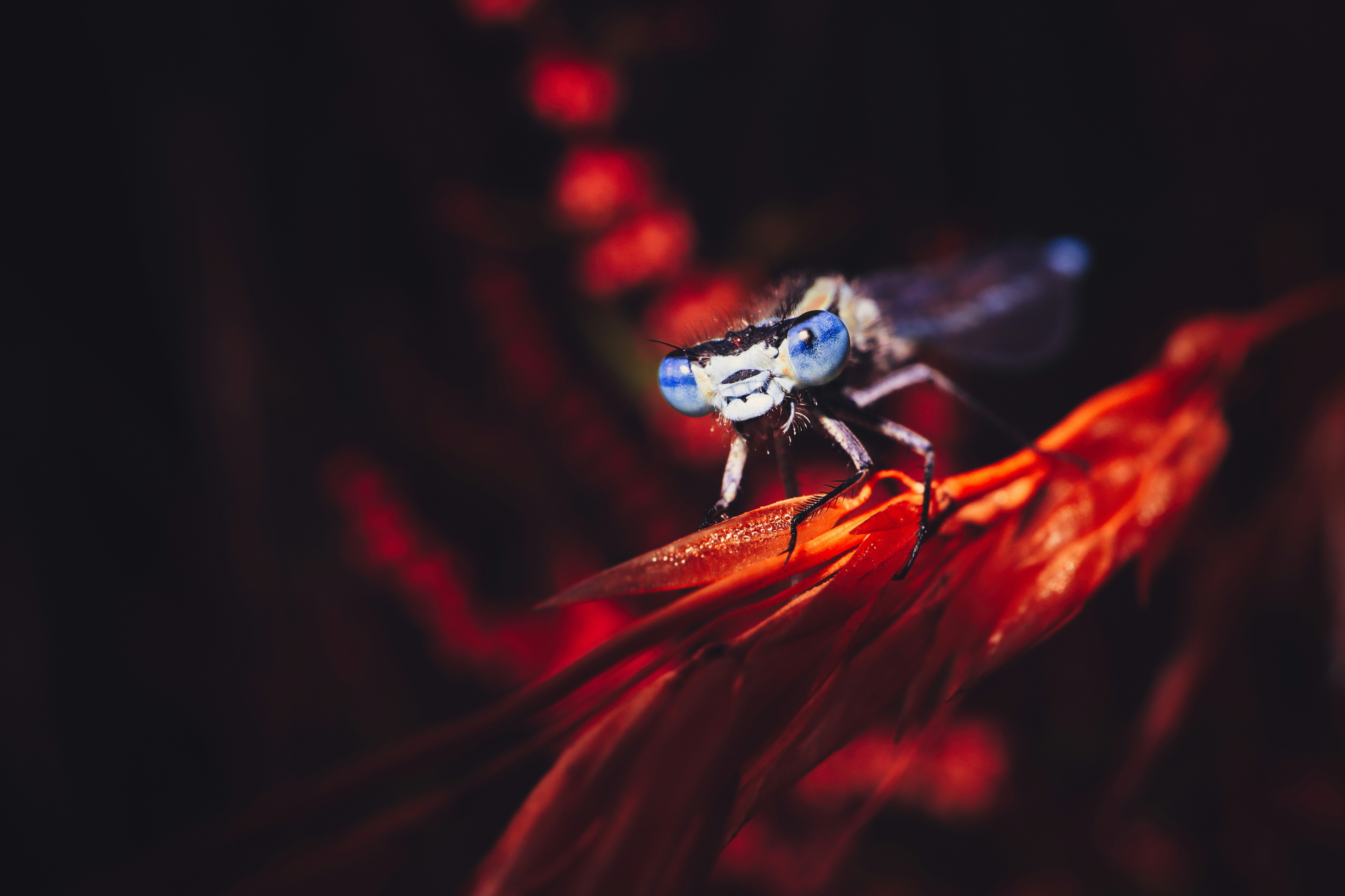 a blue and black insect sitting on top of a red flower
