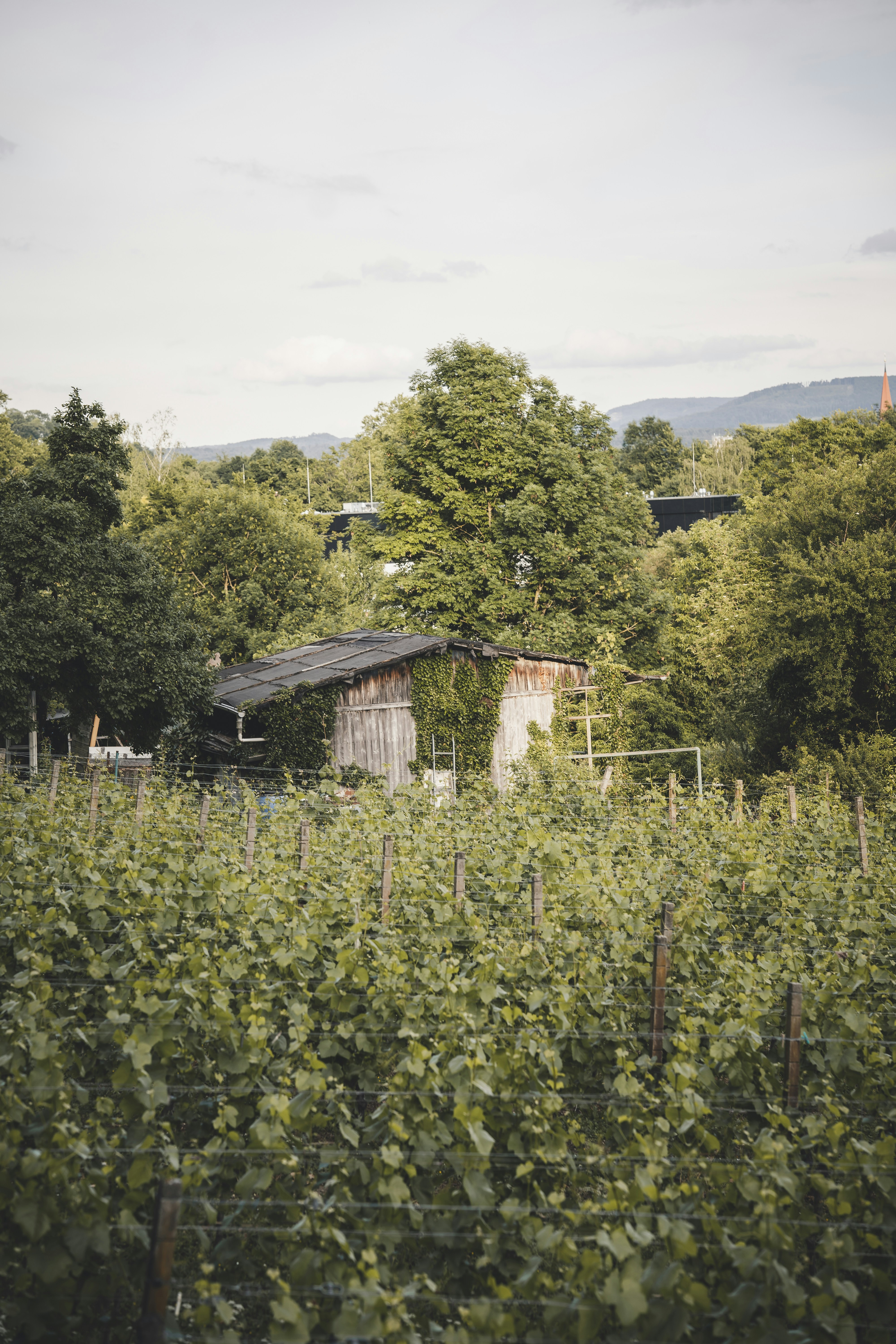Weathered Shed Between Vineyard Rows Under a Quiet Green Canopy