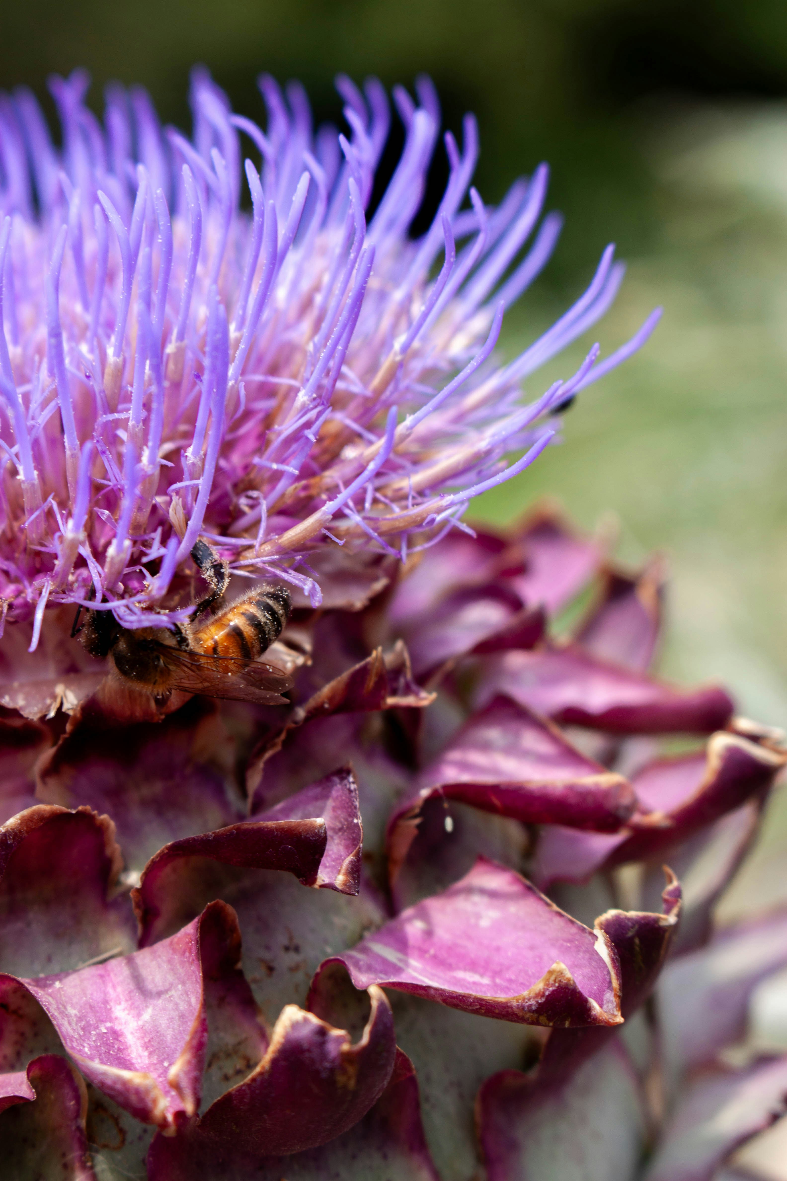 Purple crown and a bee: close-up of a flowering artichoke