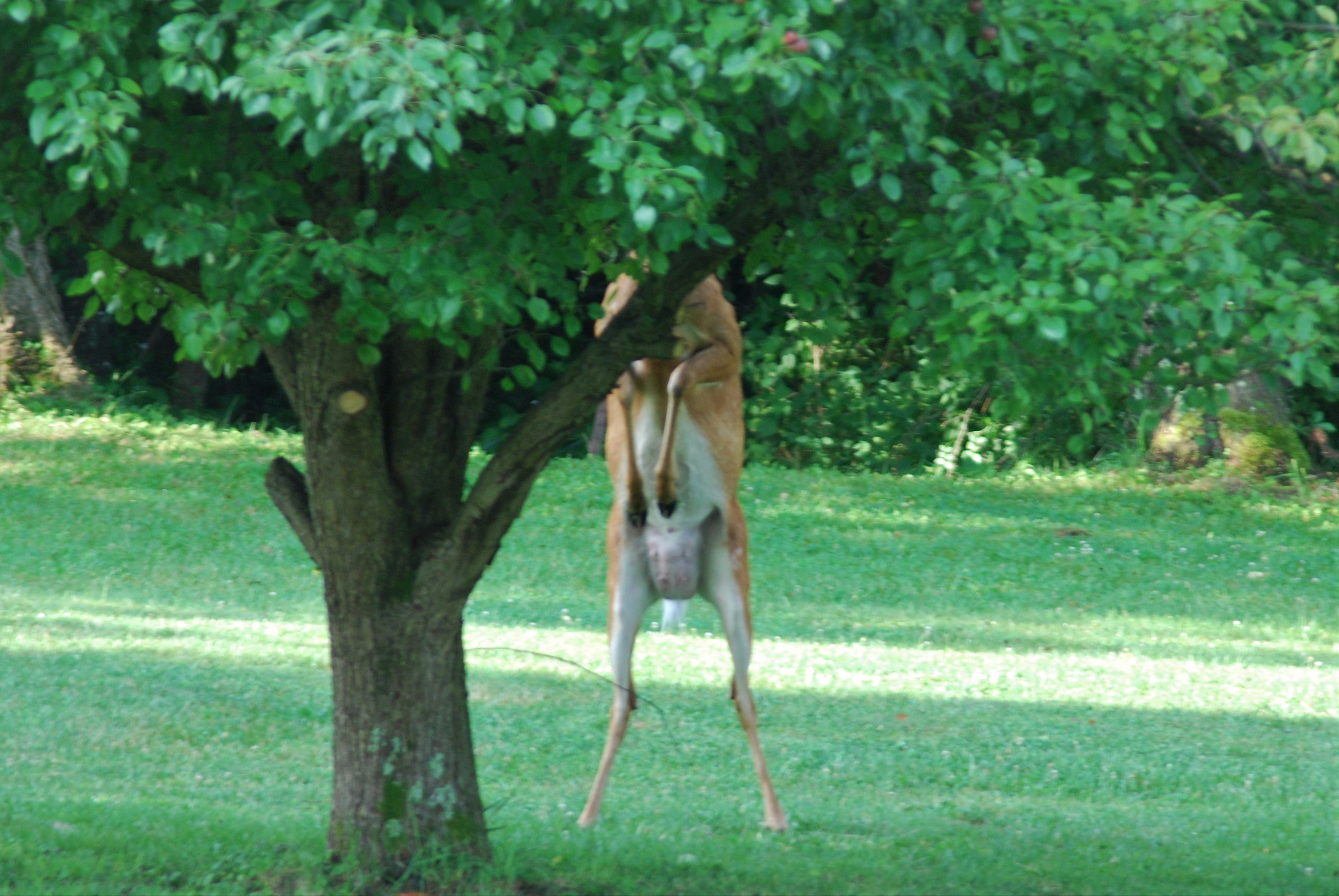Underleaf Sentinel: A deer pauses behind a leafy frame