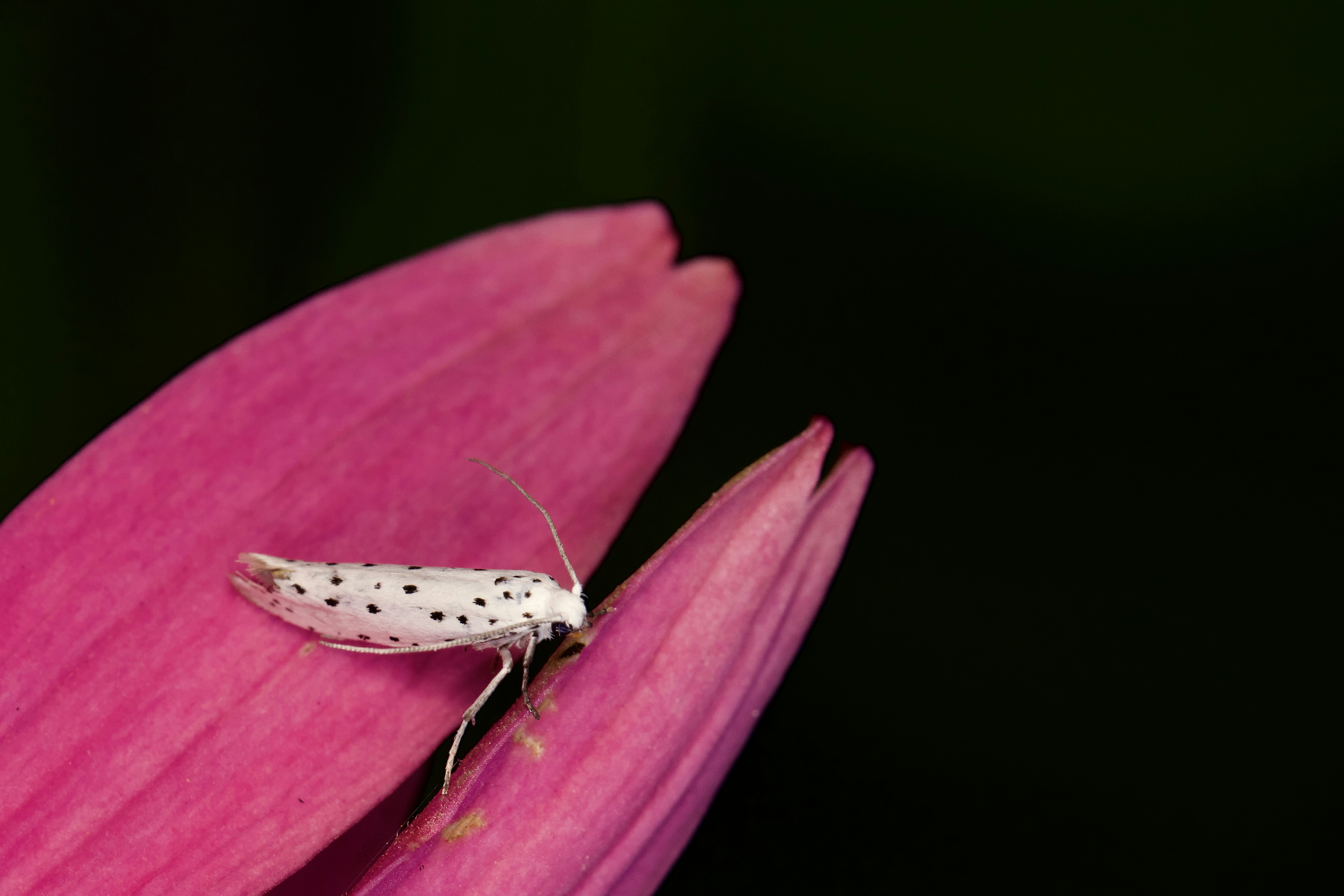 White moth on a magenta petal: a quiet micro-world