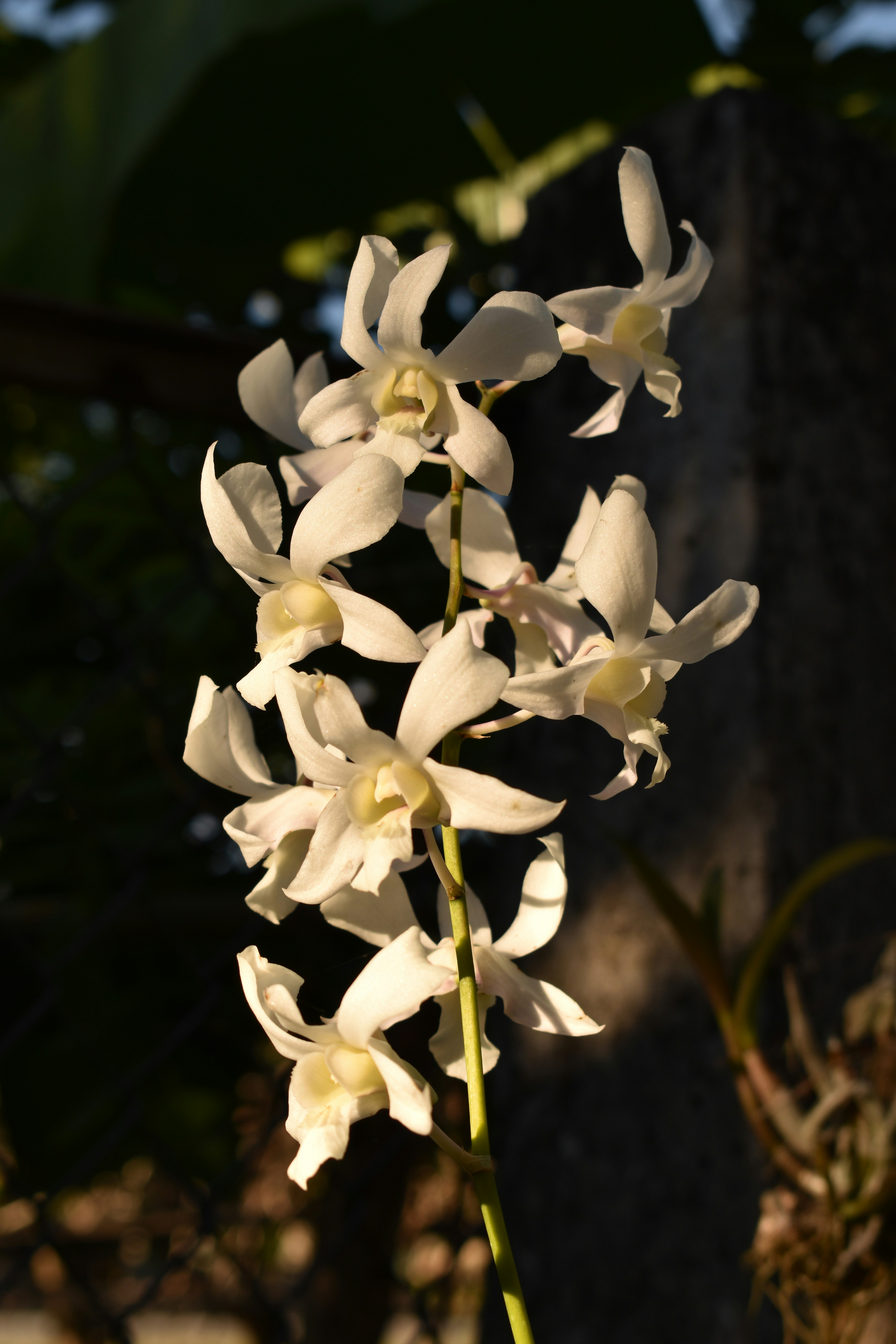 Orchid in Quiet Light: White Blooms on a Shadowed Stem