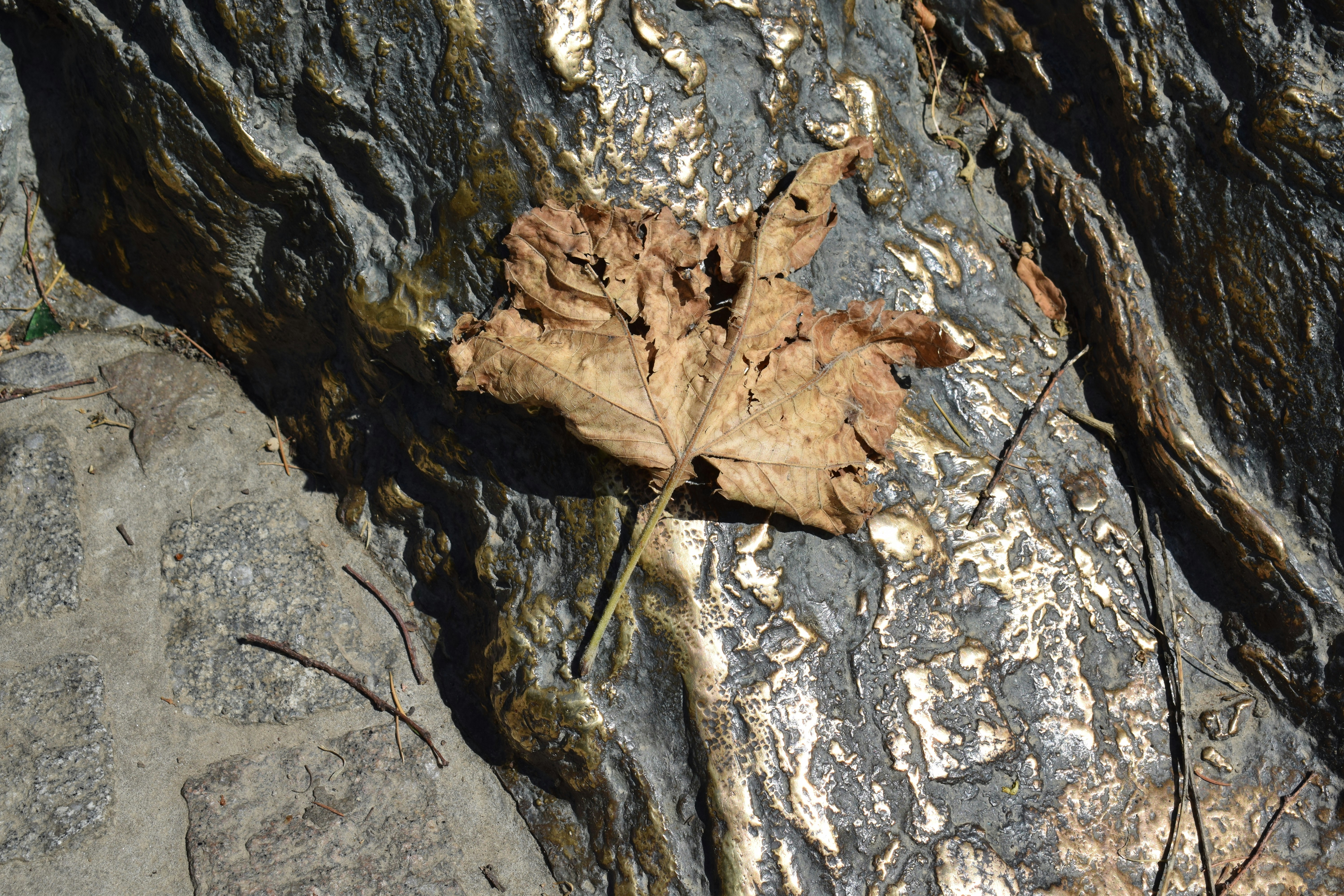 Leaf on Weathered Rock: A Quiet Moment of Autumn Texture
