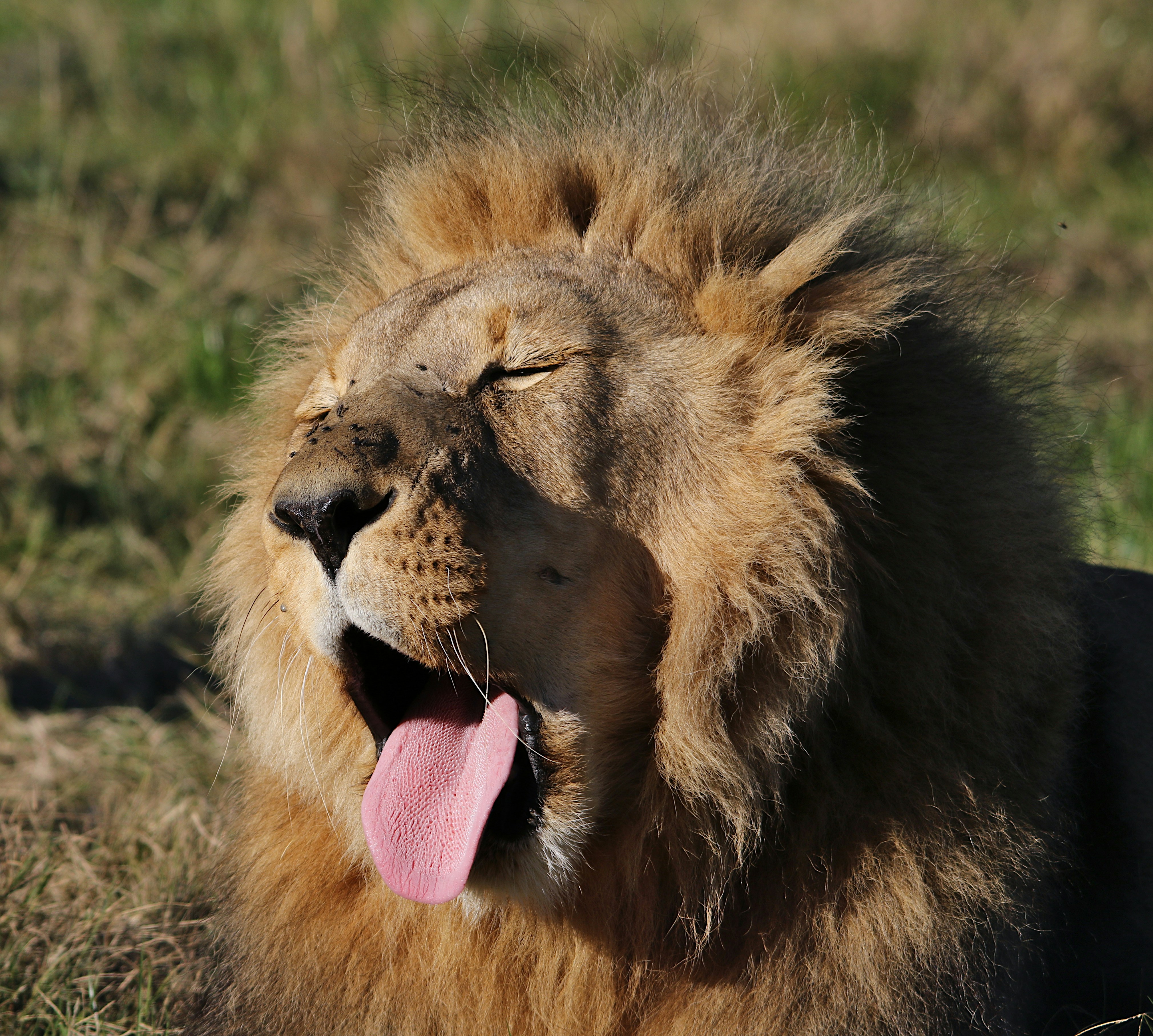 A close up of a lion laying in the grass photo – Free Lion Image on ...