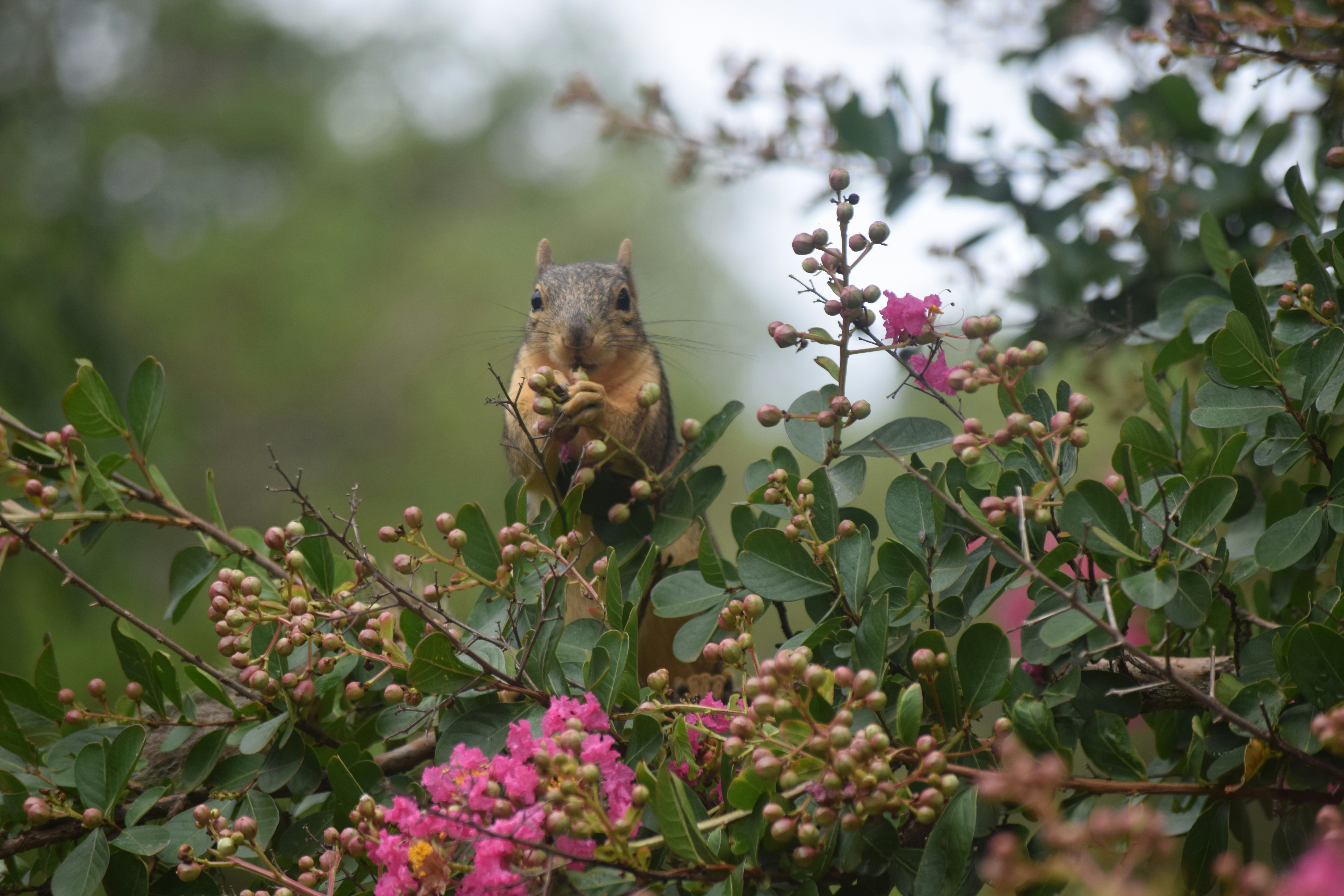 Curious Squirrel Pauses Among Pink Buds and Verdant Foliage