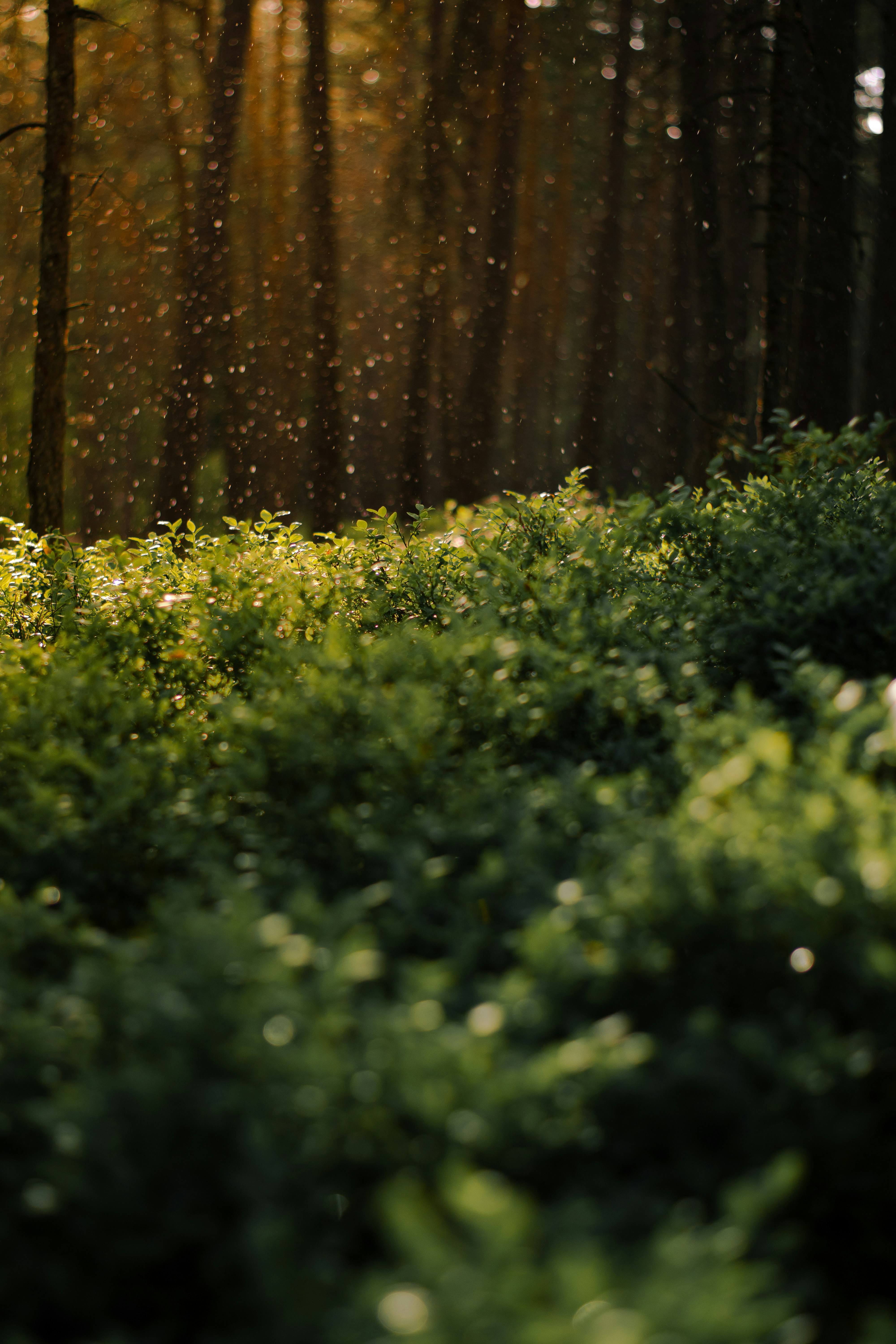 45,628+ Forest Rain Pictures | Download Free Images on Unsplash