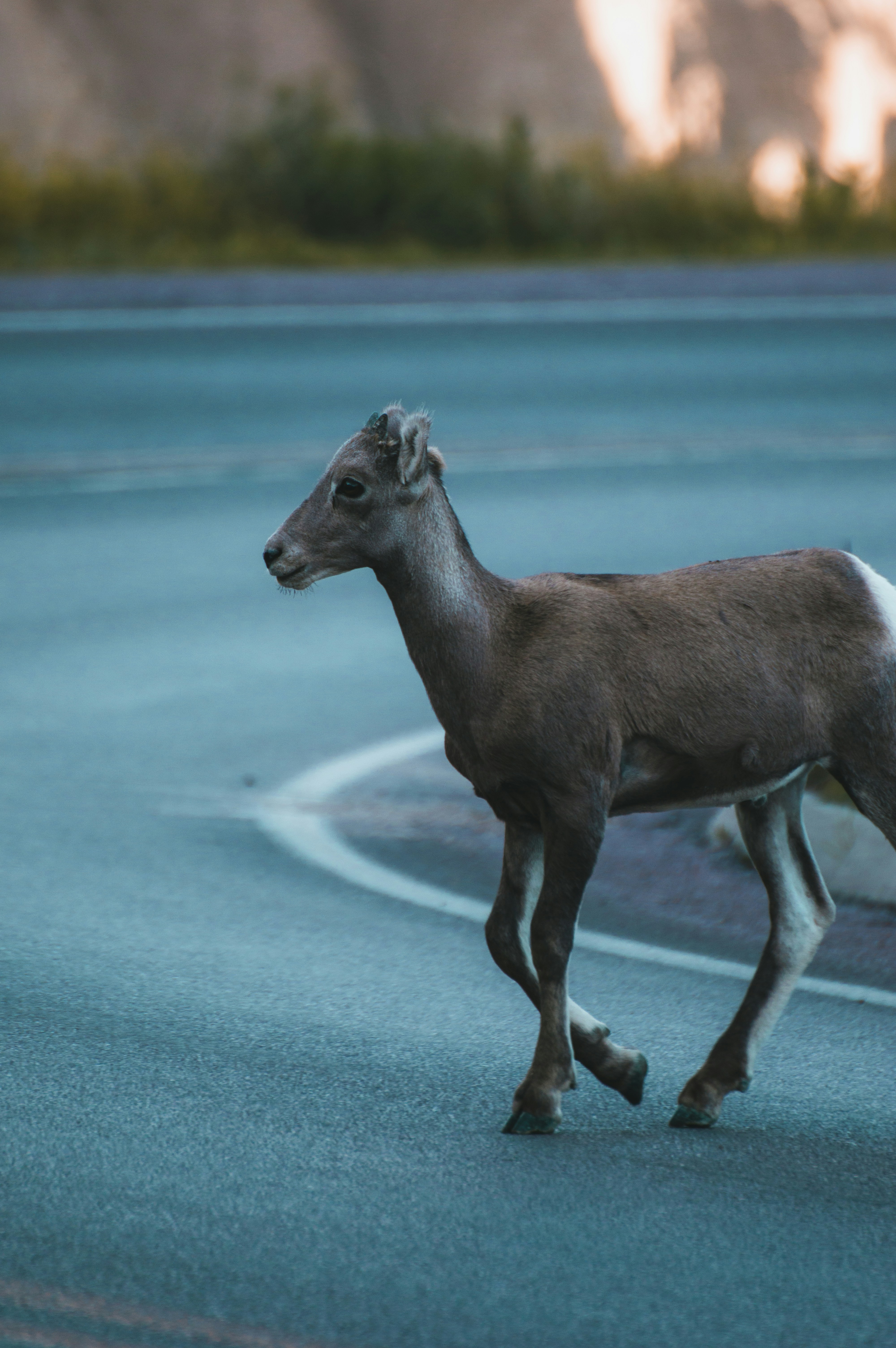 Dusk Crossing: A young fawn on a curving city road