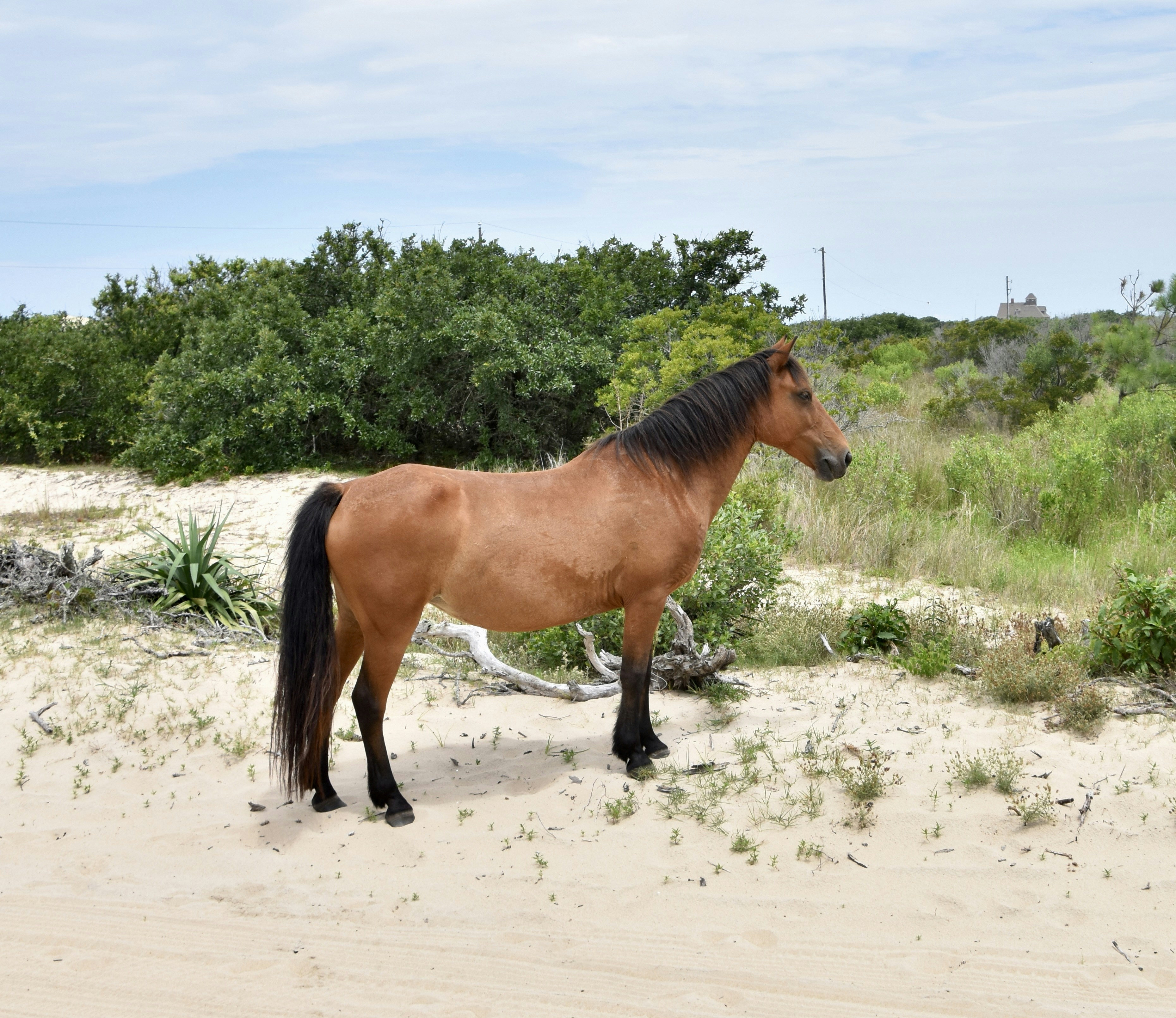 Beautiful wild horse on the beach in the Outer Banks in USA. Spanish Colonial horses run free in Corolla