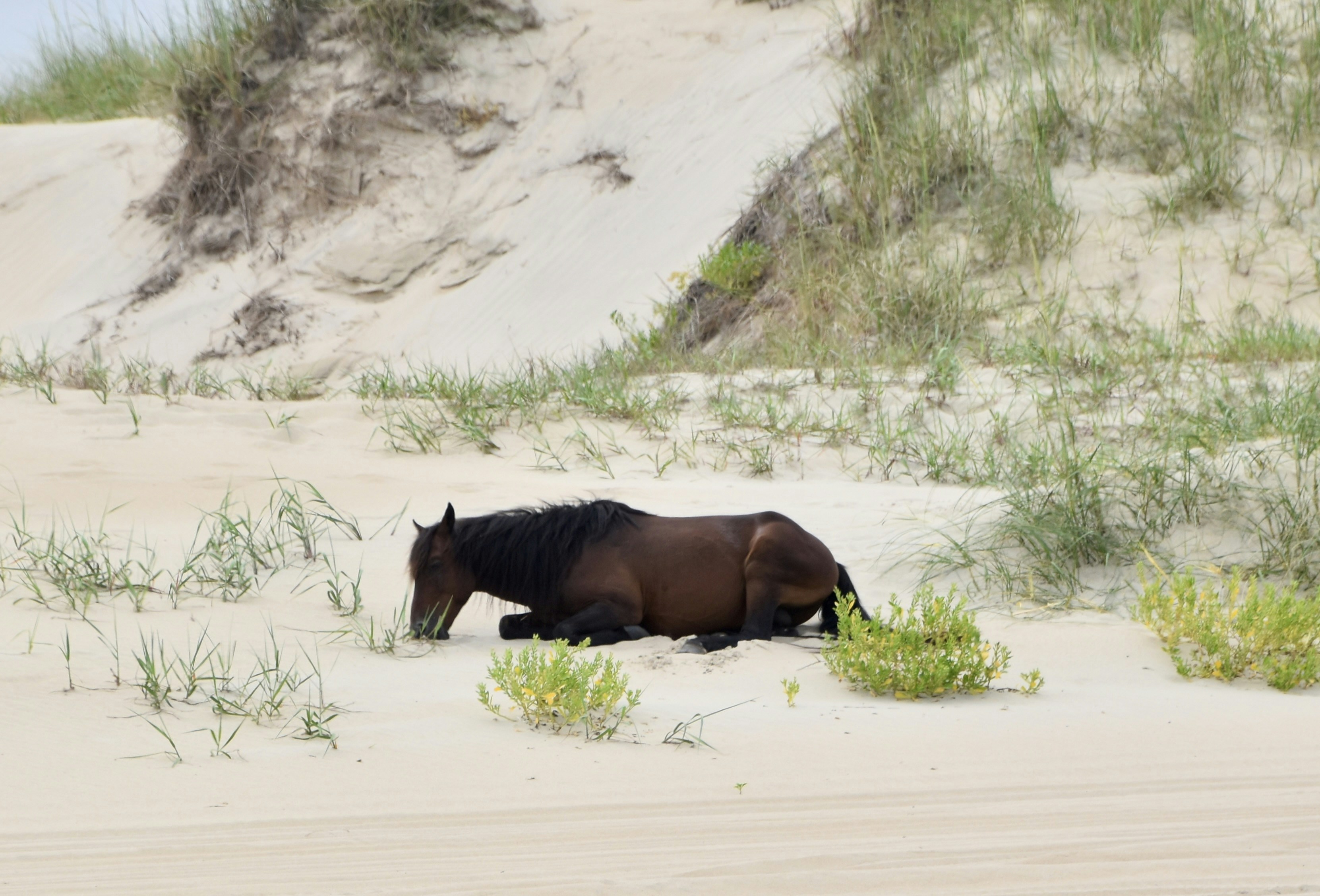 Wild horse sleeping in the sand in Corolla Outer Banks, NC. Spanish Colonial mustangs run free on the beach | a brown horse laying on top of a sandy beach