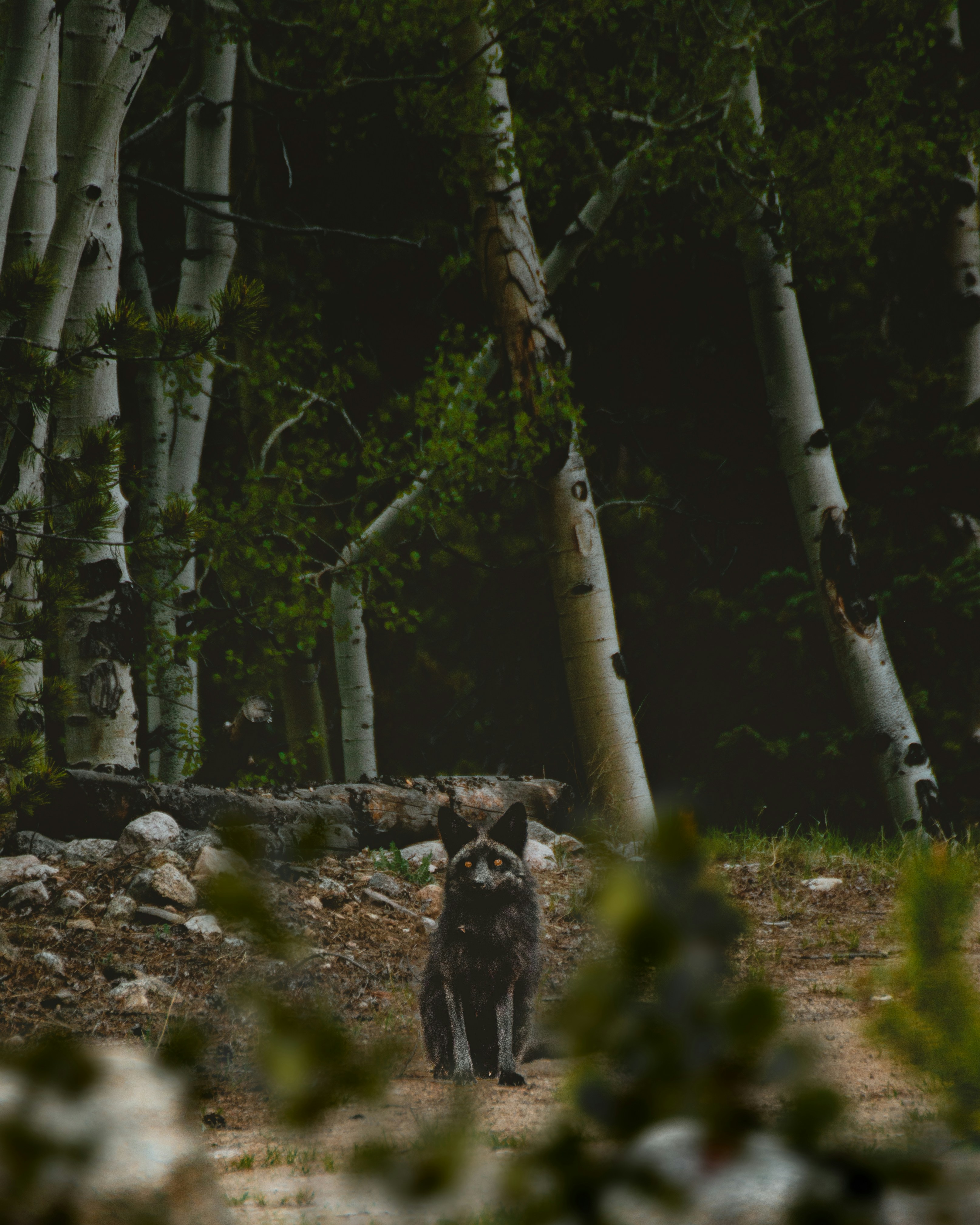 Mystery in the Forest: A Framed Black Wolf Beneath White-Barked Trees