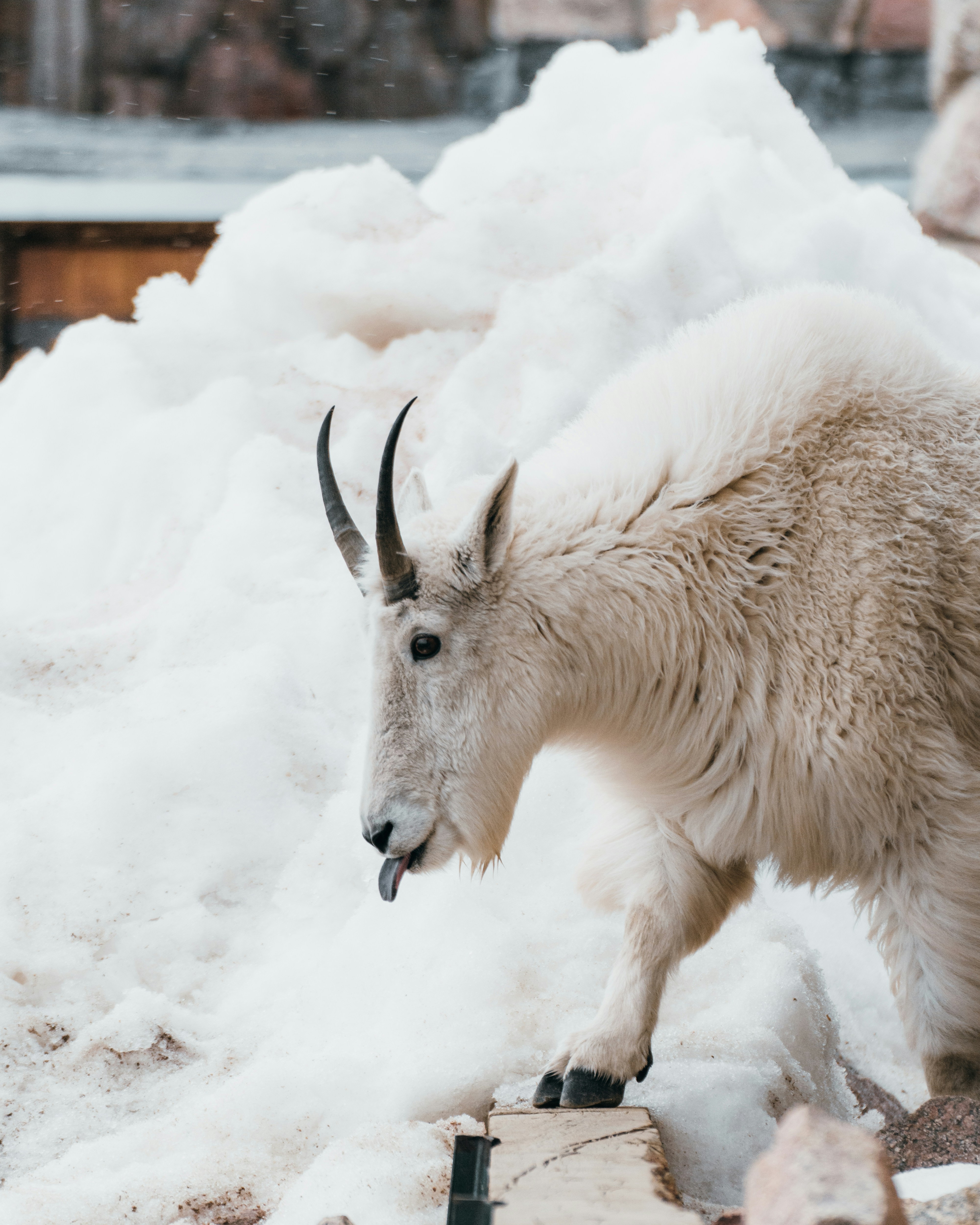 Winter Gentlegiant: A Himalayan Goat Peering Over Snow