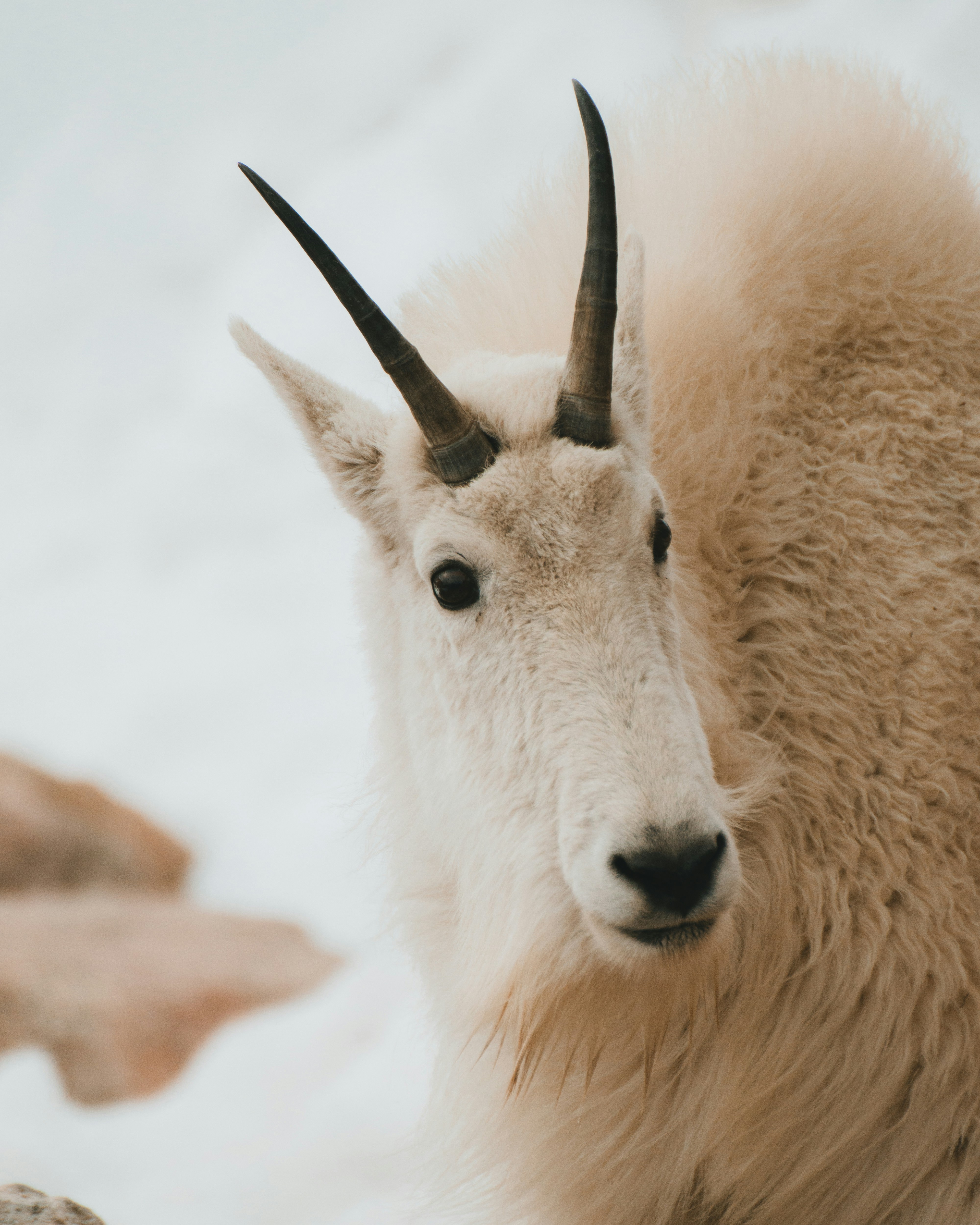A mountain goat with long horns standing in the snow photo – Free ...