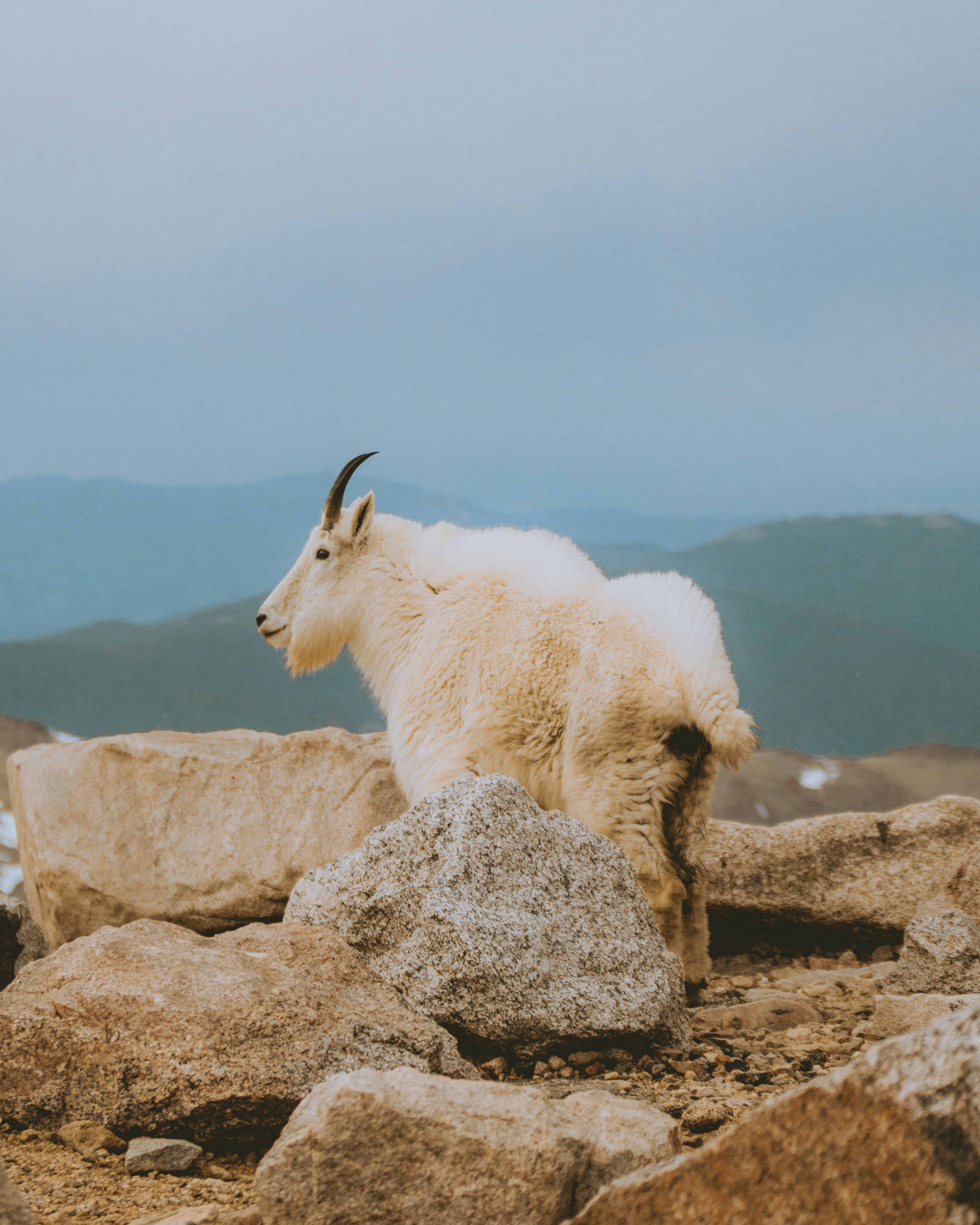 Ivory Ibex on the Granite Verge