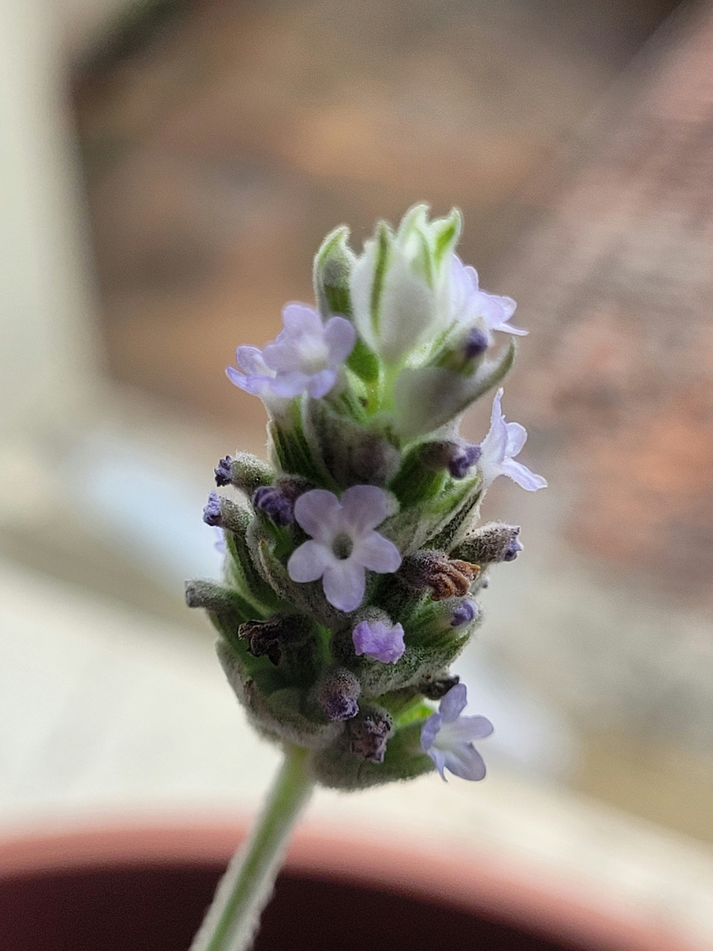 Petite Lavender Spike in Velvet Bokeh