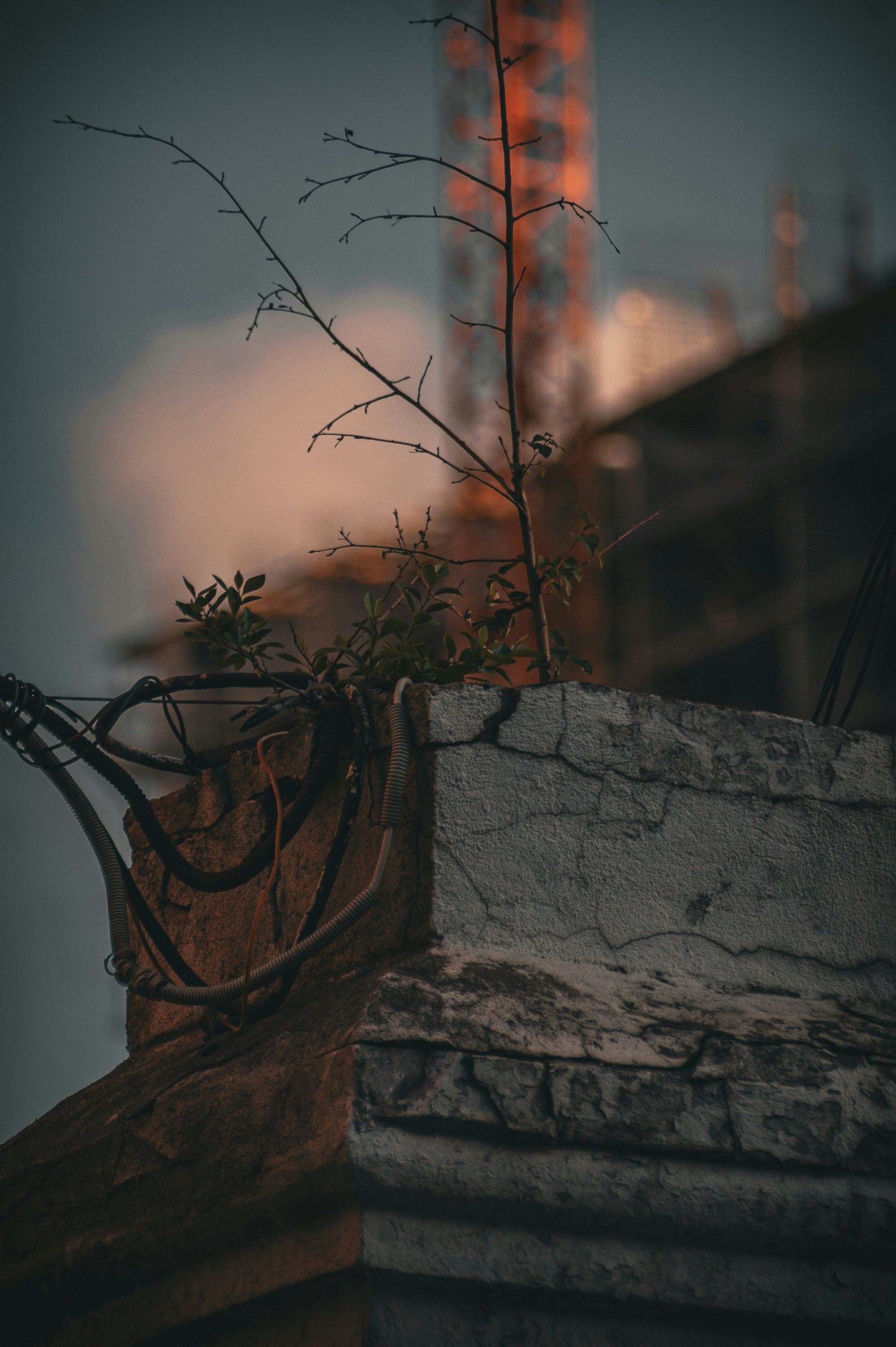 Little tree branch near construction site, growing on a concrete pillar , surrounded by electrical wires .