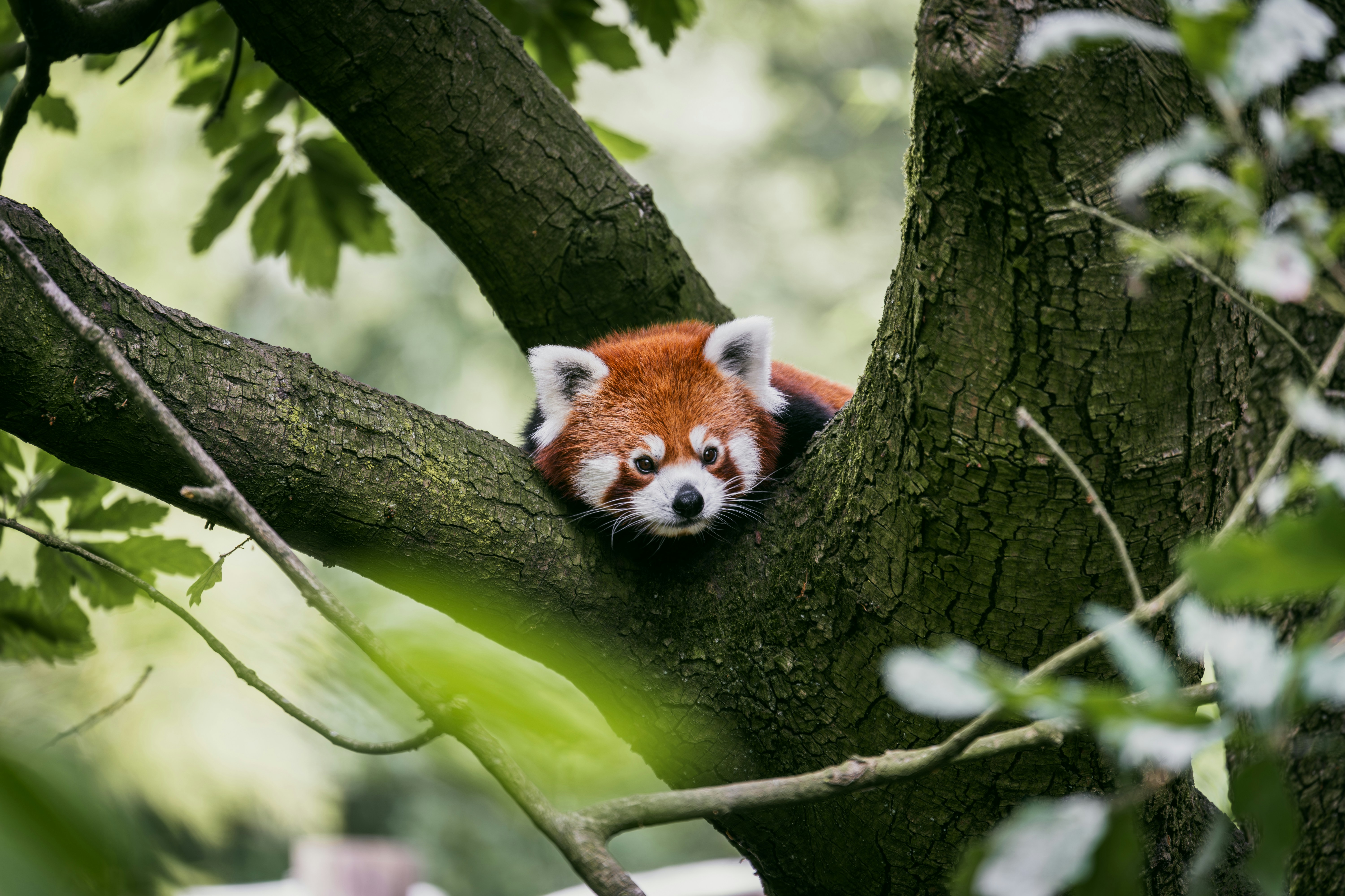 A red panda sitting on top of a tree branch photo – Free Animal Image ...