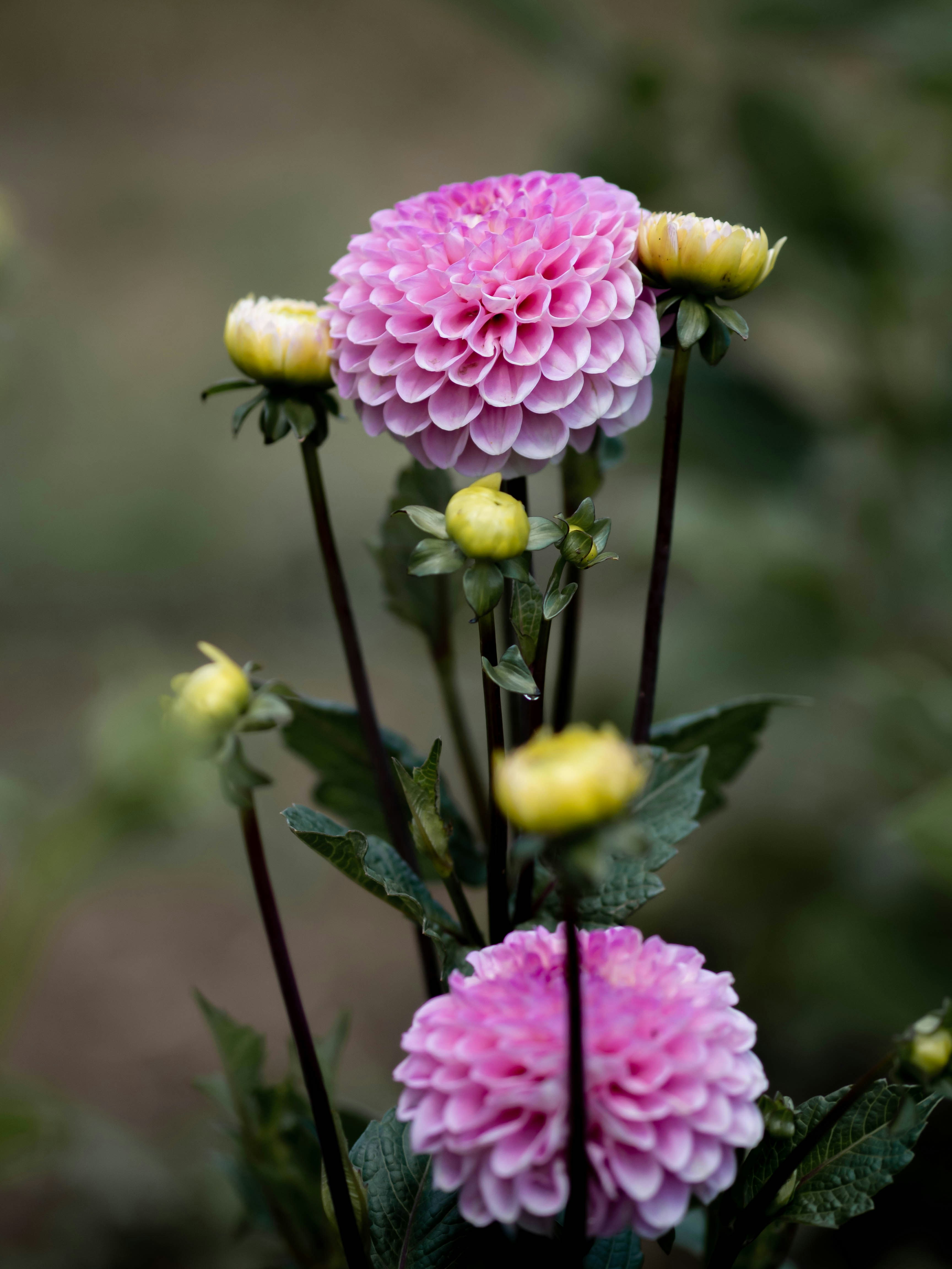 Petals in Focus: Pink Dahlia with Golden Buds in Soft Focus