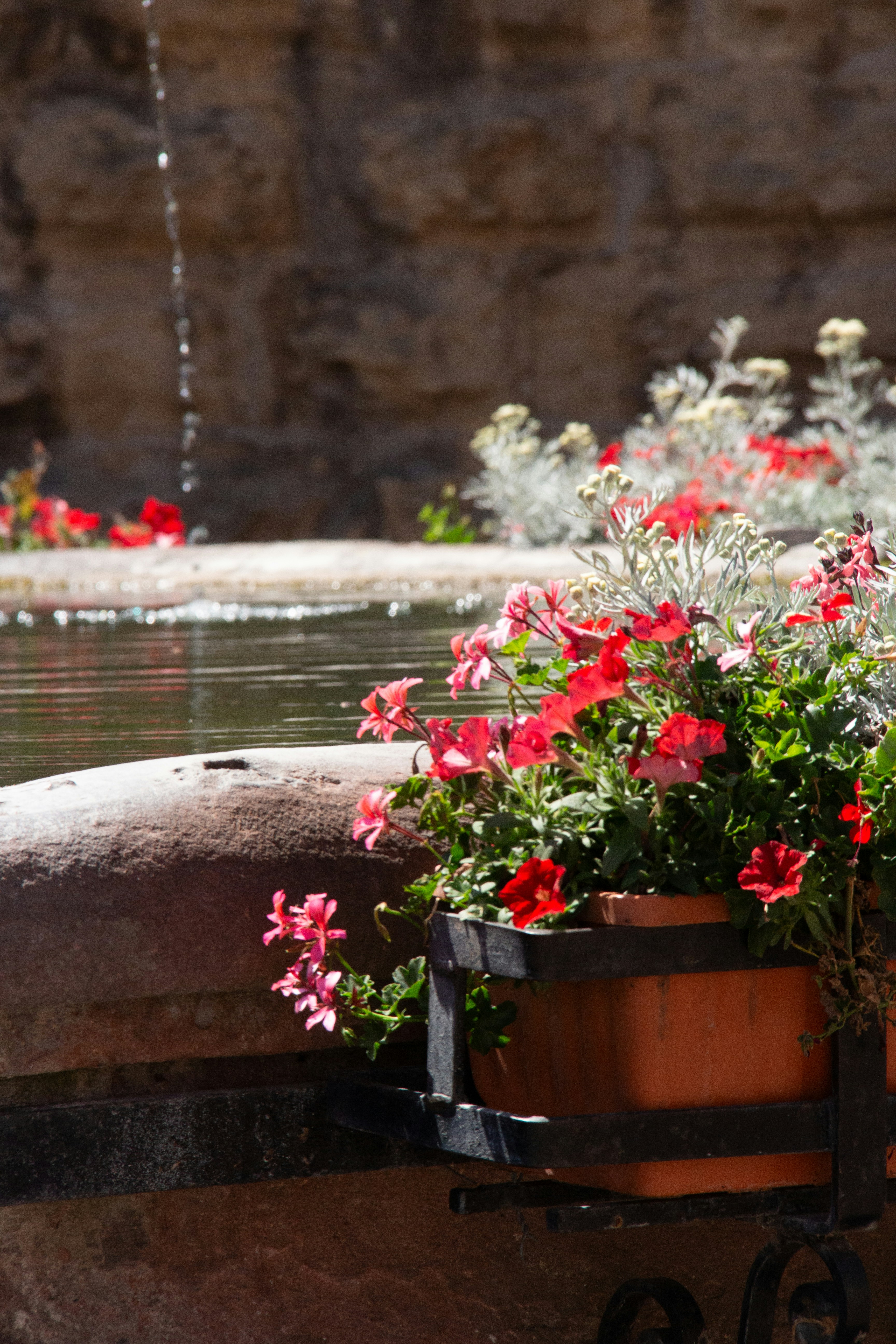 Blooms by the Fountain: Red Petals in a Sunlit Courtyard