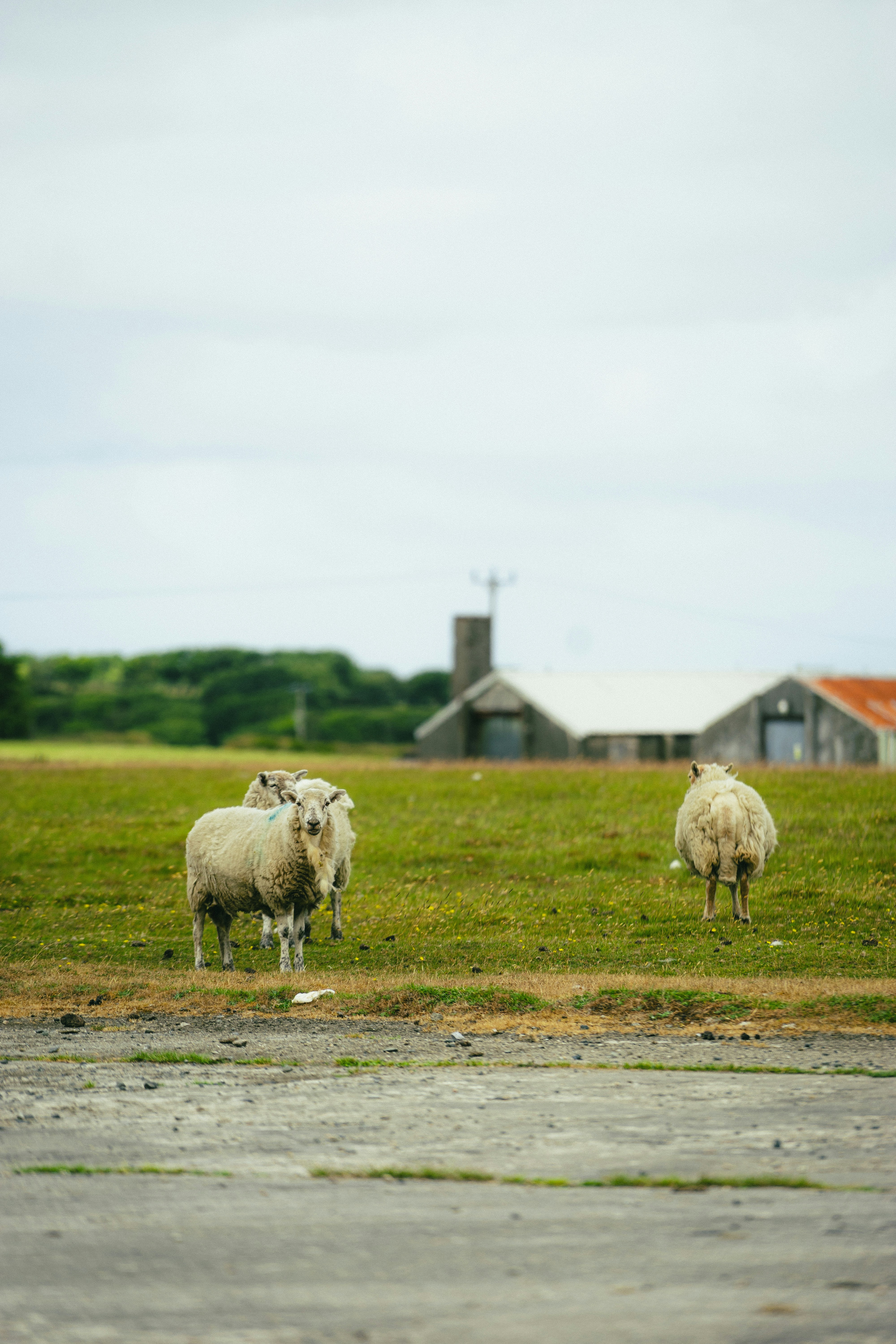 Three Sheep in a Quiet Pasture as Farm Buildings Recede on the Horizon