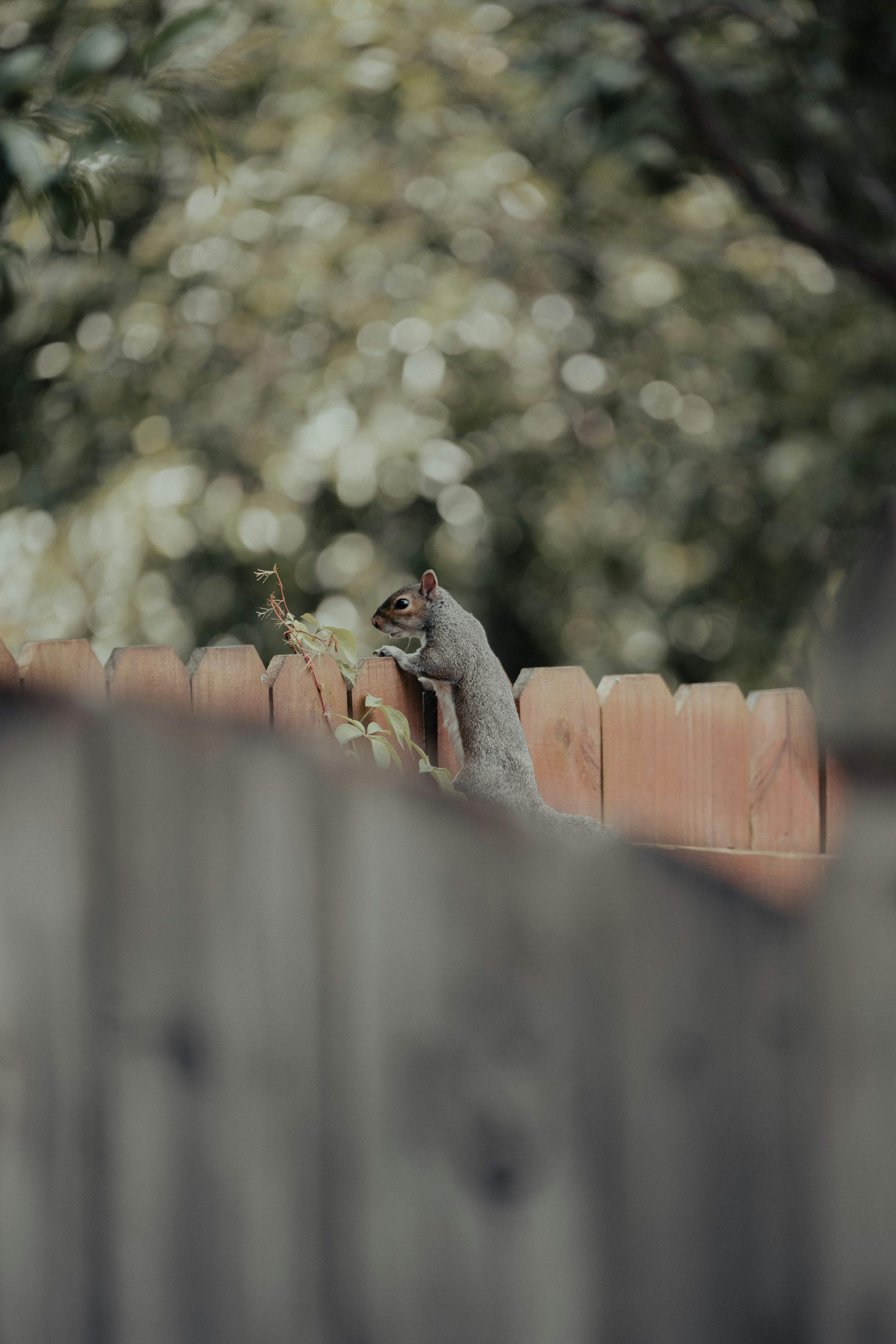 Fencebound Squirrel: a Quiet Backyard Moment