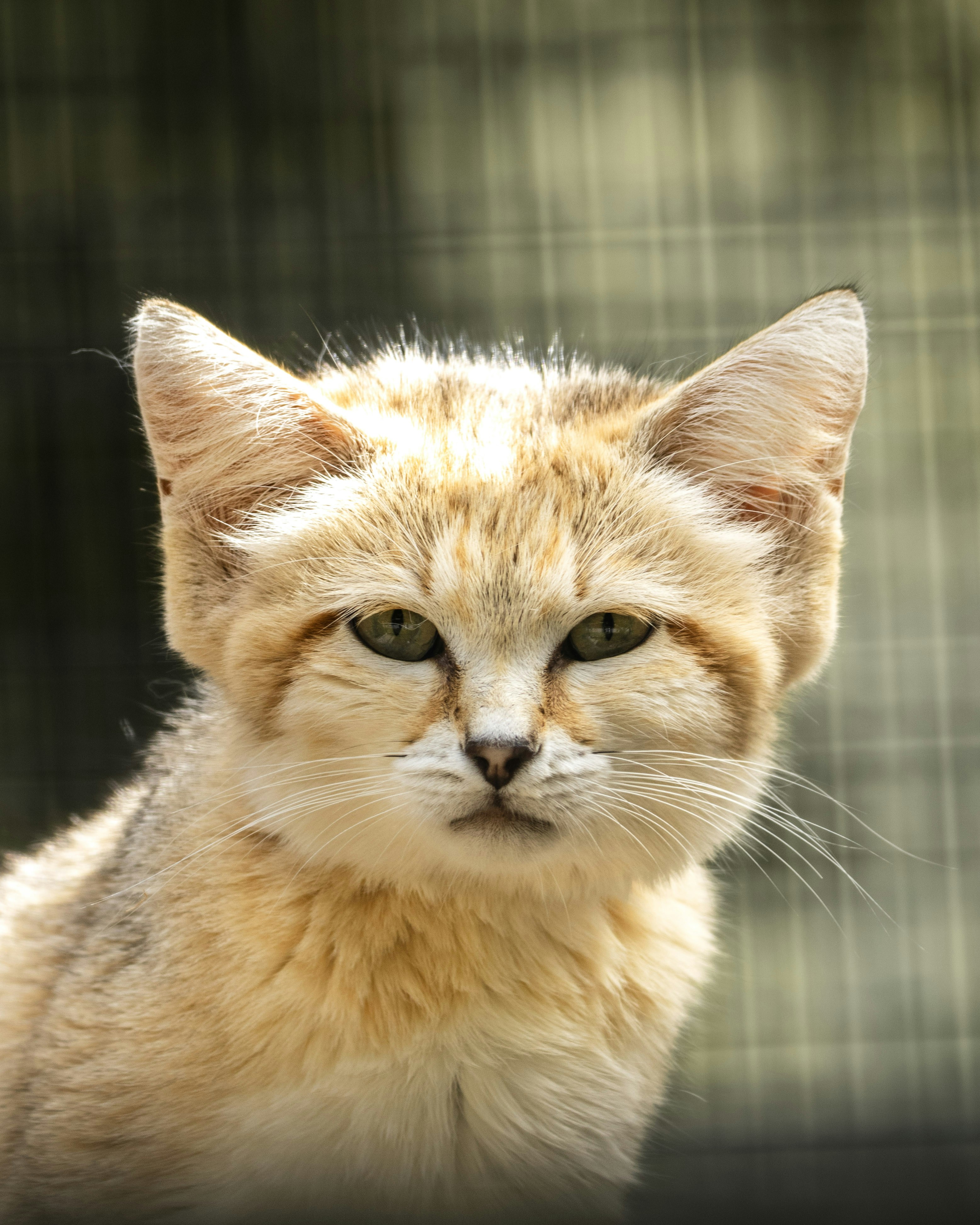 Gleaming Amber Gaze: Close-Up Portrait of a Sunlit Orange Tabby