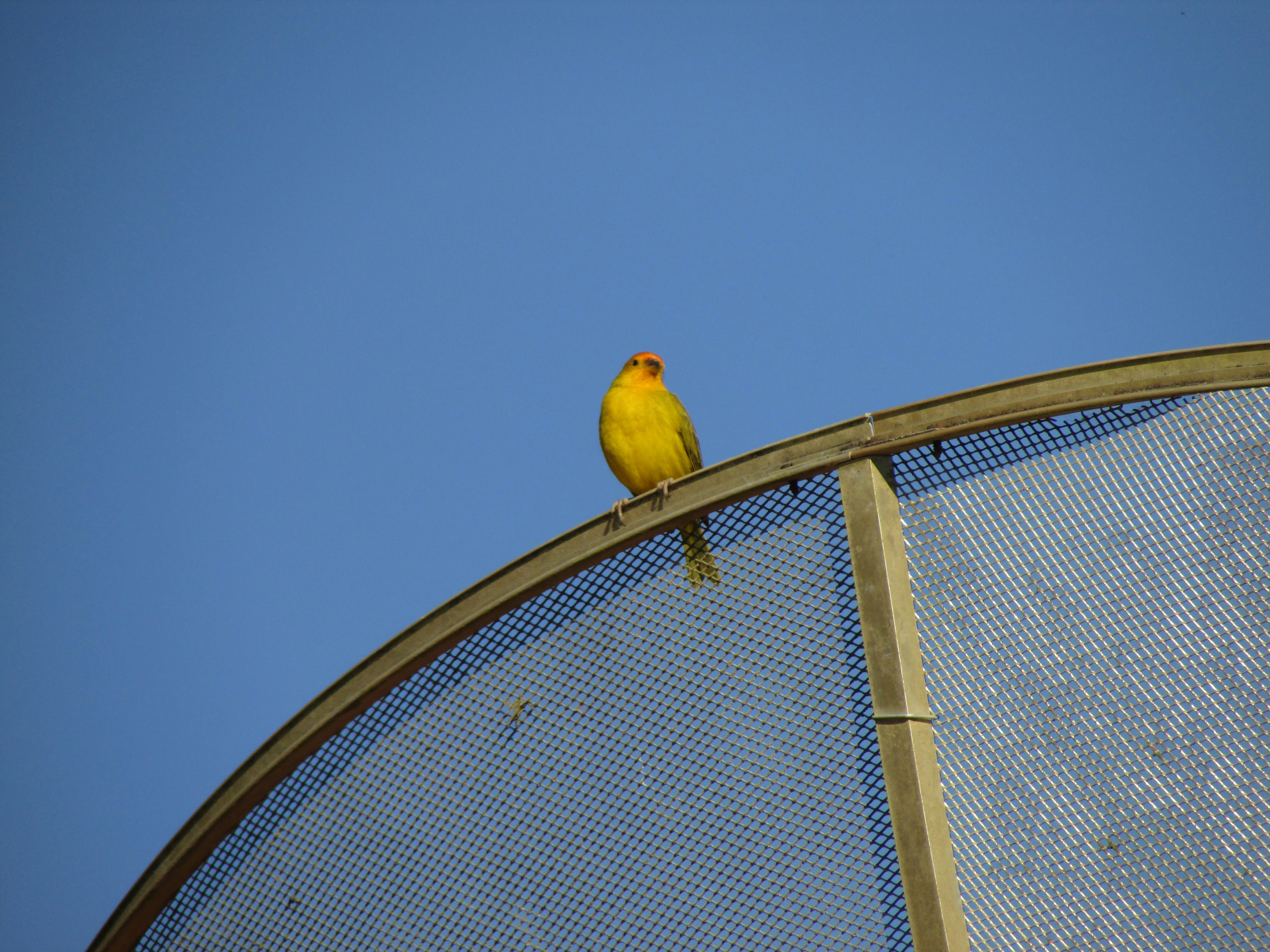 Photograph of a yellow bird perched on a curved mesh arch against a clear blue sky.
