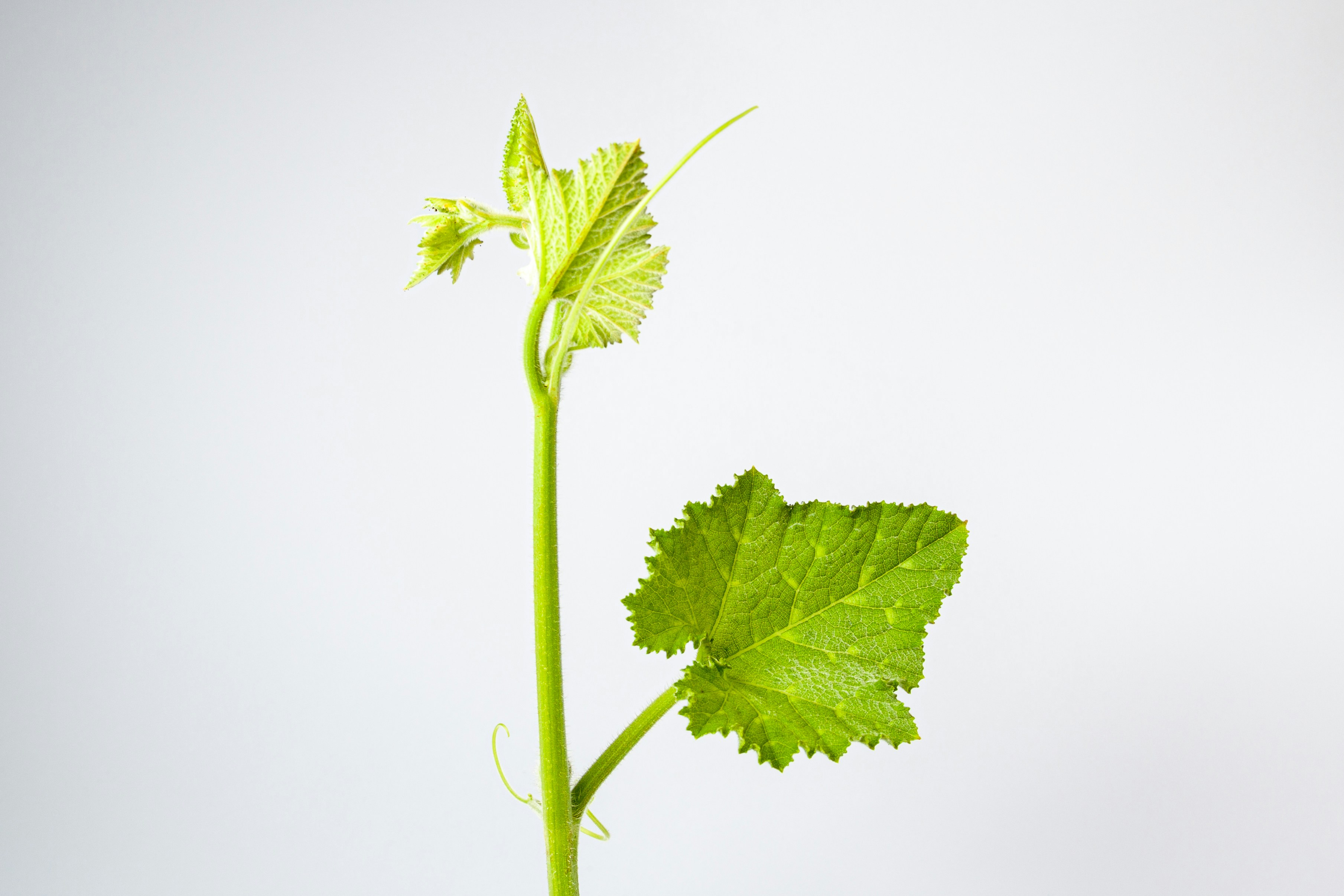 Emergence on White: A Delicate Vine Shoot Reaching Toward Light
