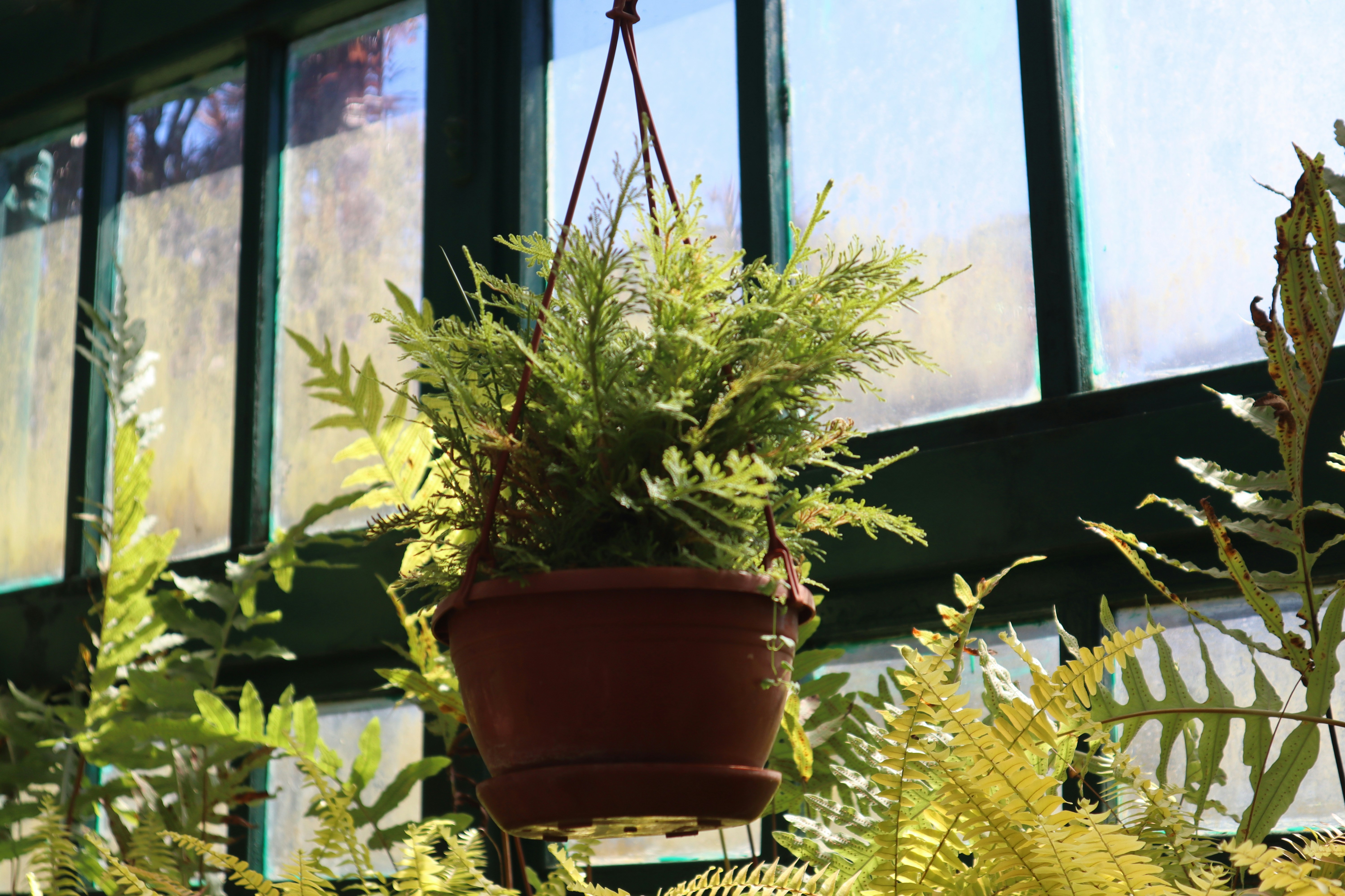 Glasshouse Suspended Fern: Sunlit Fronds Framing a Hanging Pot